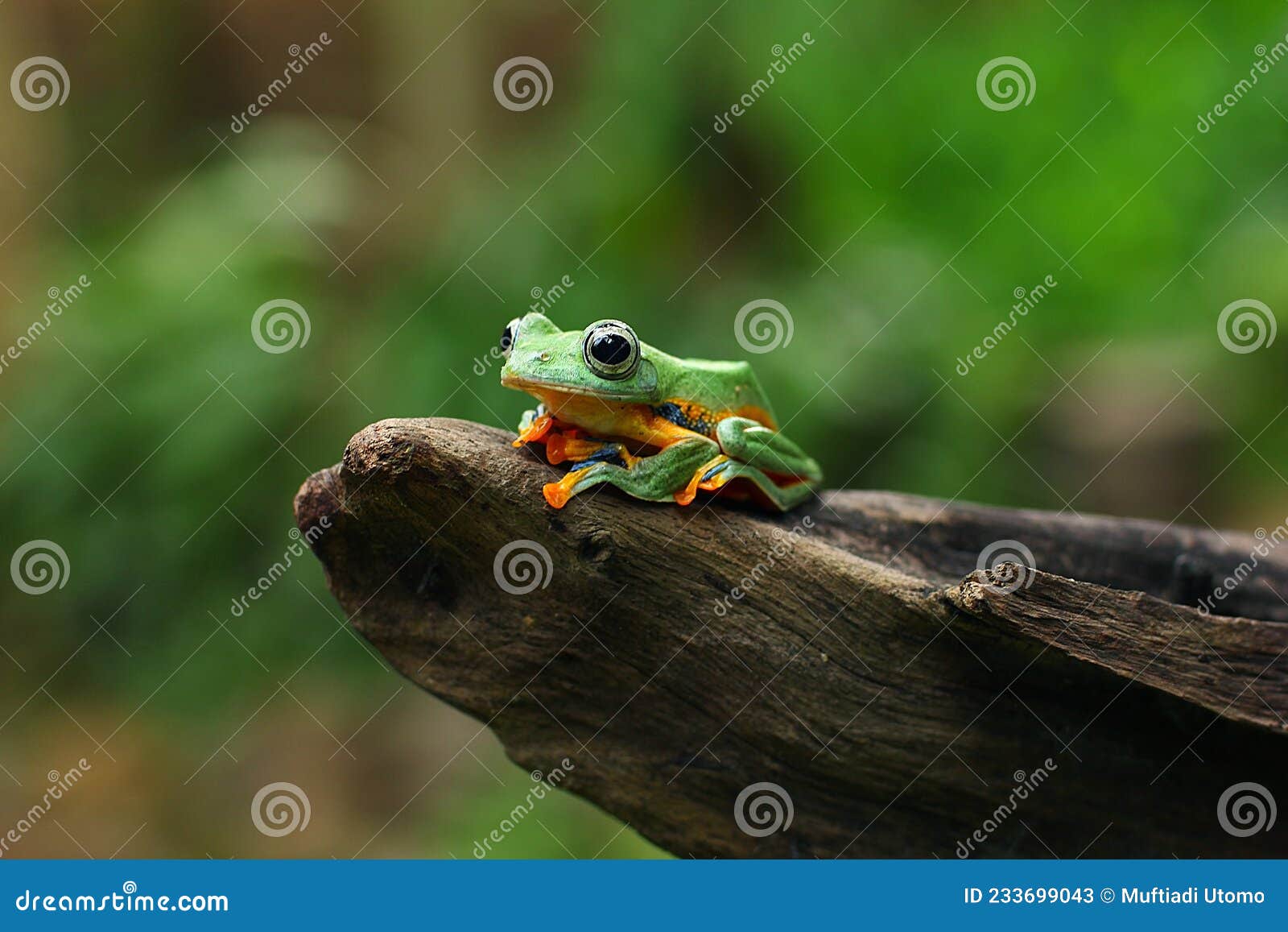 Flying Frog, Tree Frog, Amphibians Stock Image - Image of wild, exotic ...