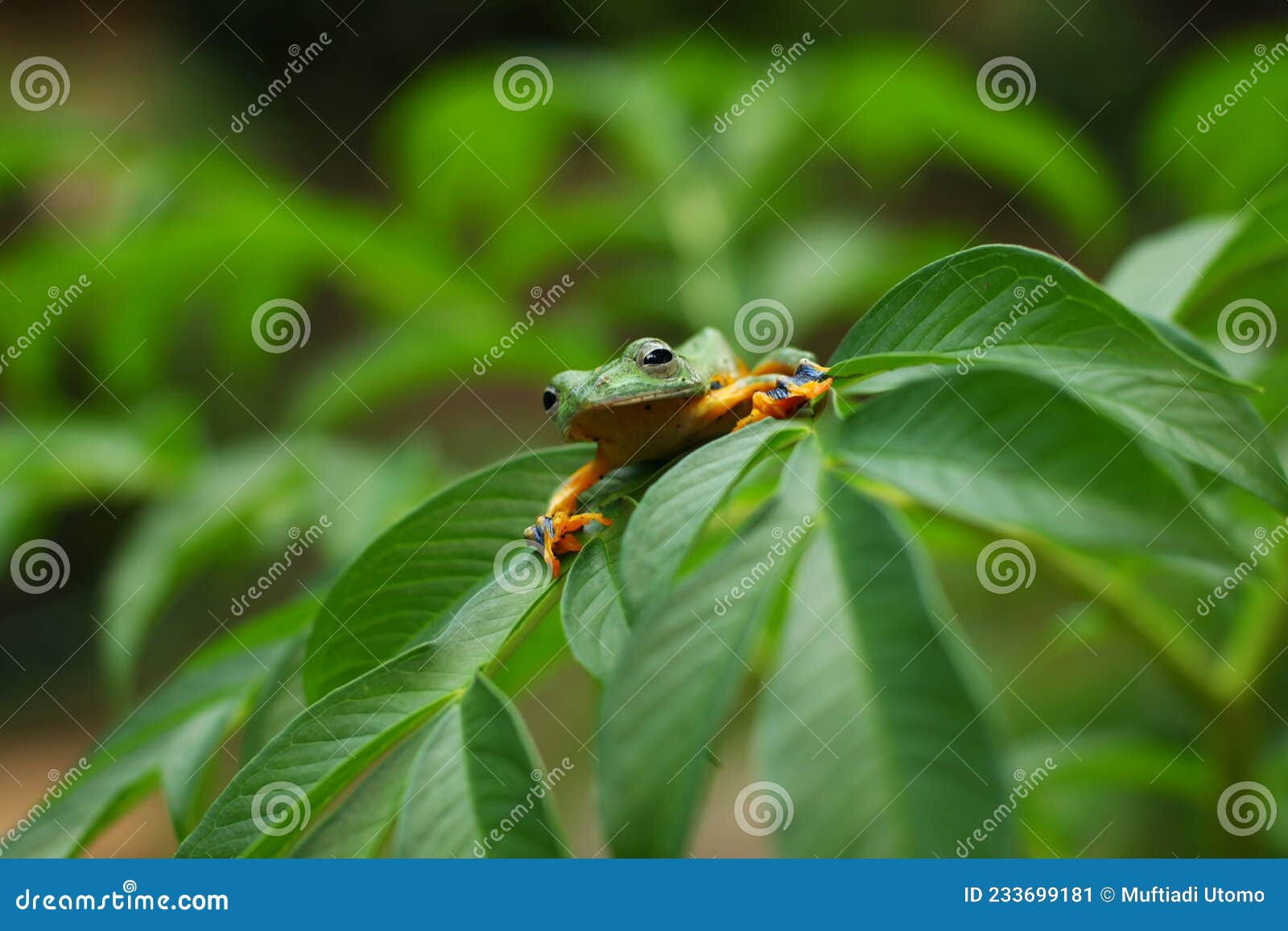 Flying Frog, Tree Frog, Amphibians Stock Image - Image of natural ...