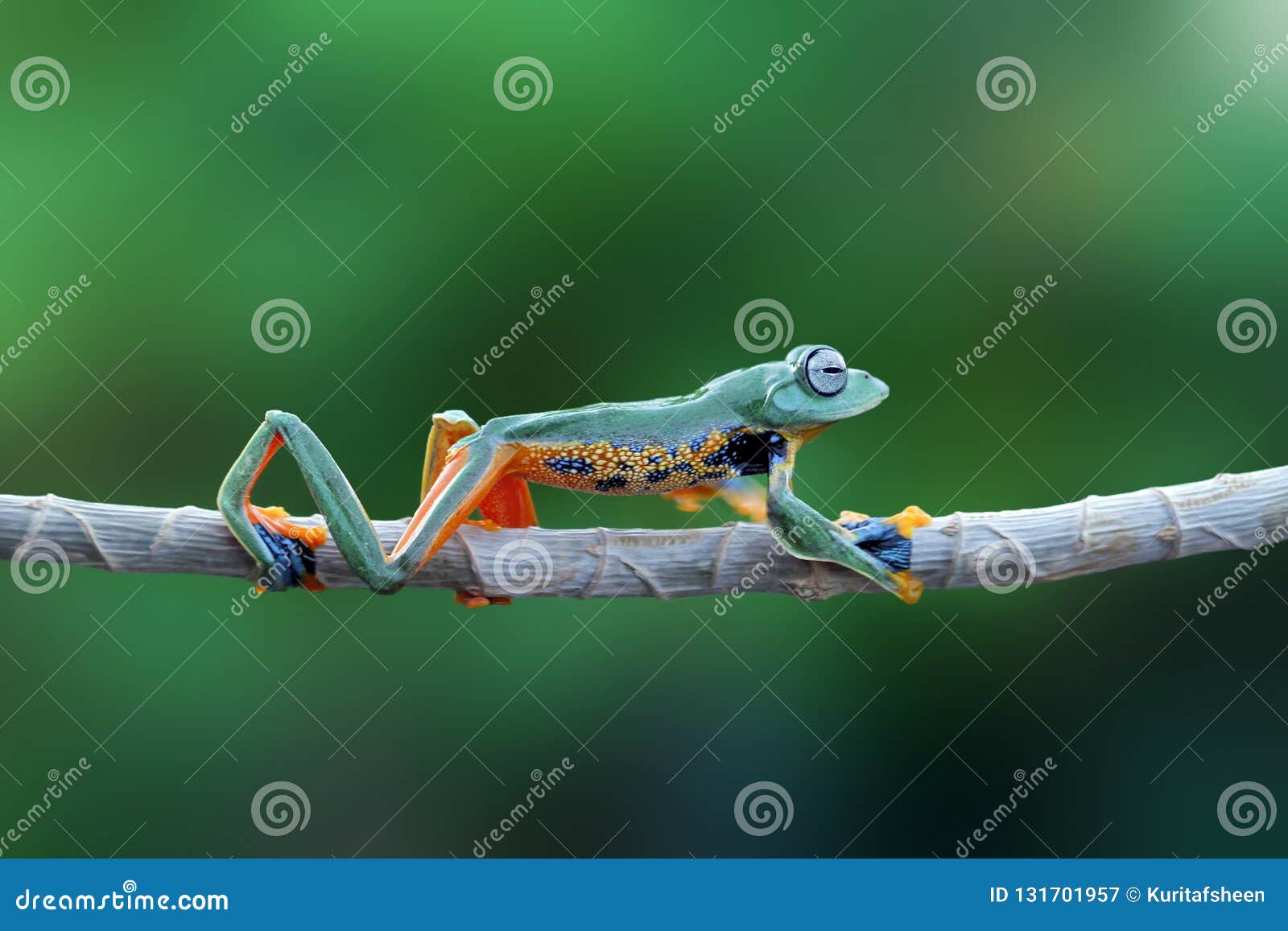 Flying Frog on Branch, Javan Tree Frog, Tree Frog Stock Image - Image ...