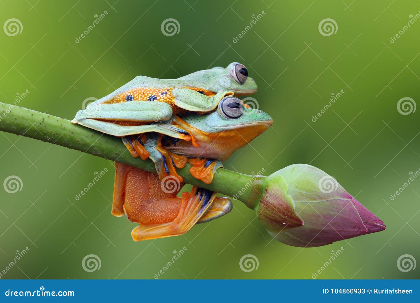 Flying frog on the branch stock image. Image of climb - 104860933