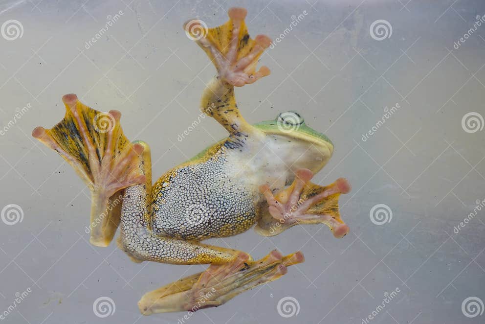 Flying frog stock image. Image of nature, fauna, nopeople - 125182549