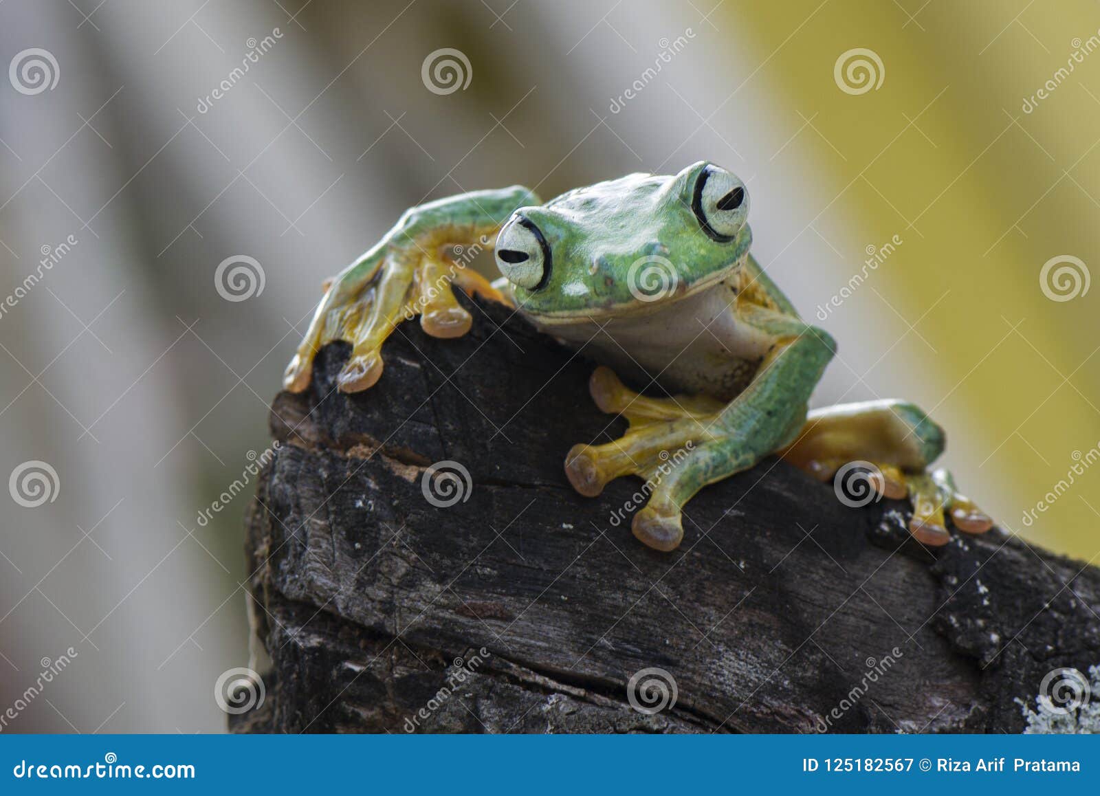 Flying frog stock image. Image of nature, nopeople, treefrog - 125182567