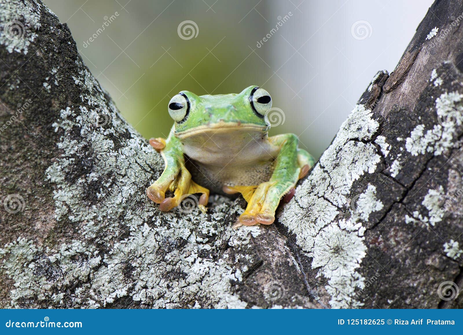 Flying frog stock image. Image of nopeople, green, fauna - 125182625