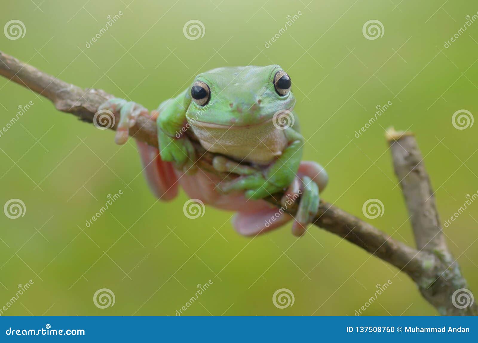 Flying frog stock photo. Image of frog, narute, green - 137508760