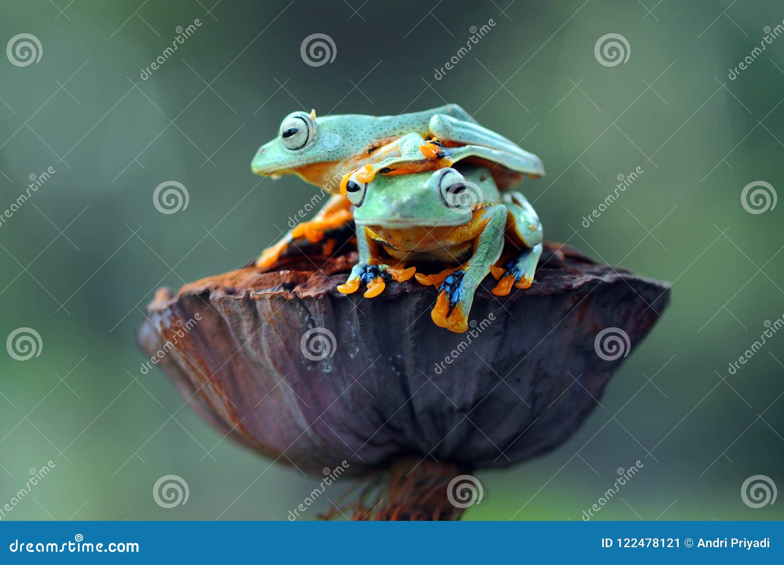 Flying Frog, Frogs, Tree Frog, Stock Image - Image of fish, multi ...