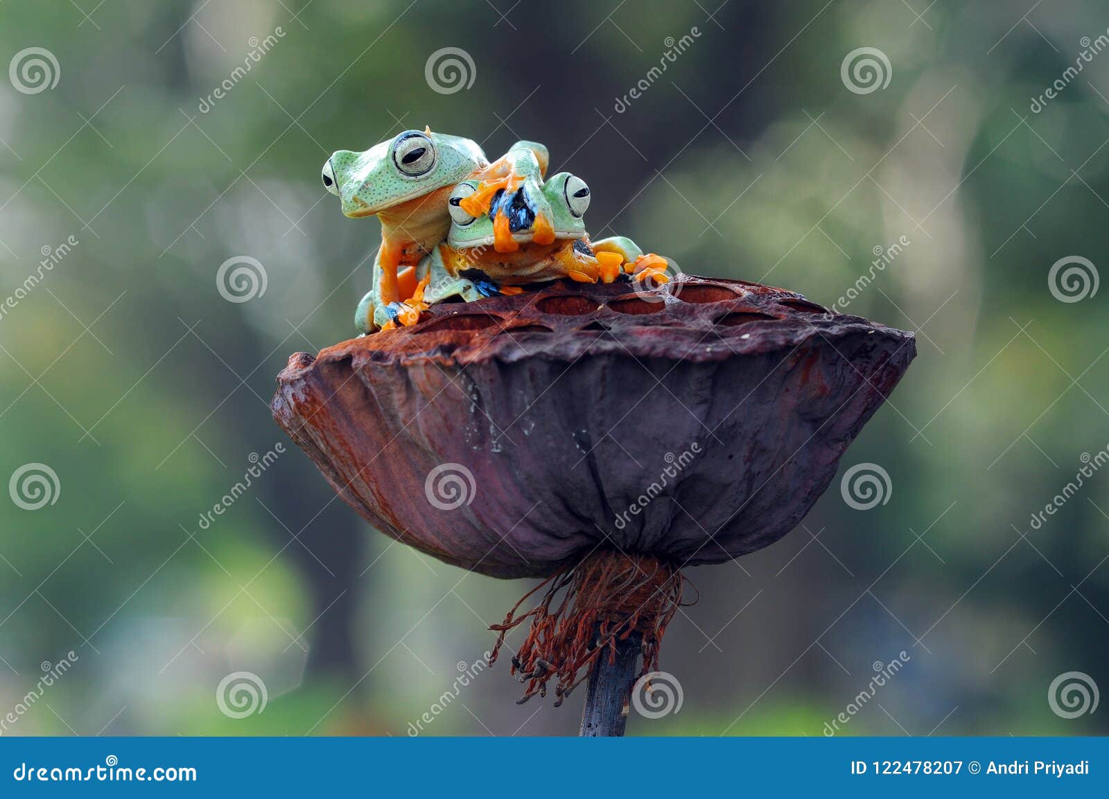 Flying Frog, Frogs, Tree Frog, Stock Image - Image of flying, fish ...