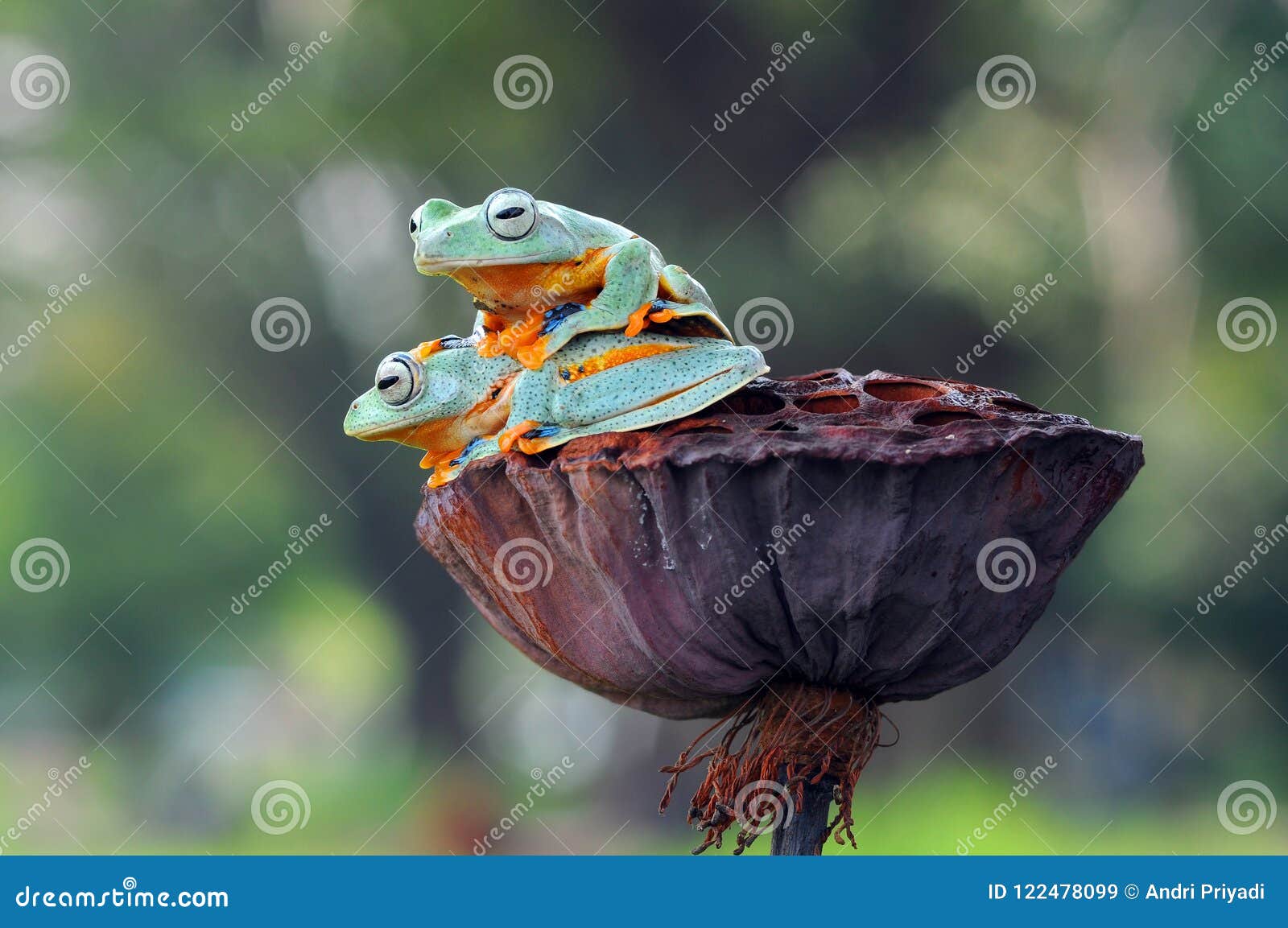 Flying Frog, Frogs, Tree Frog, Stock Image - Image of flying, fish ...