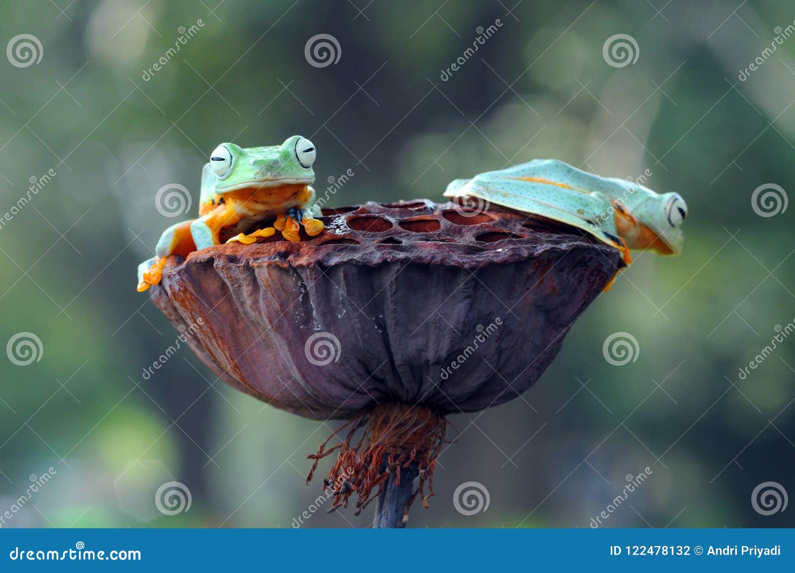 Flying Frog, Frogs, Tree Frog, Stock Photo - Image of nigropalmatus ...