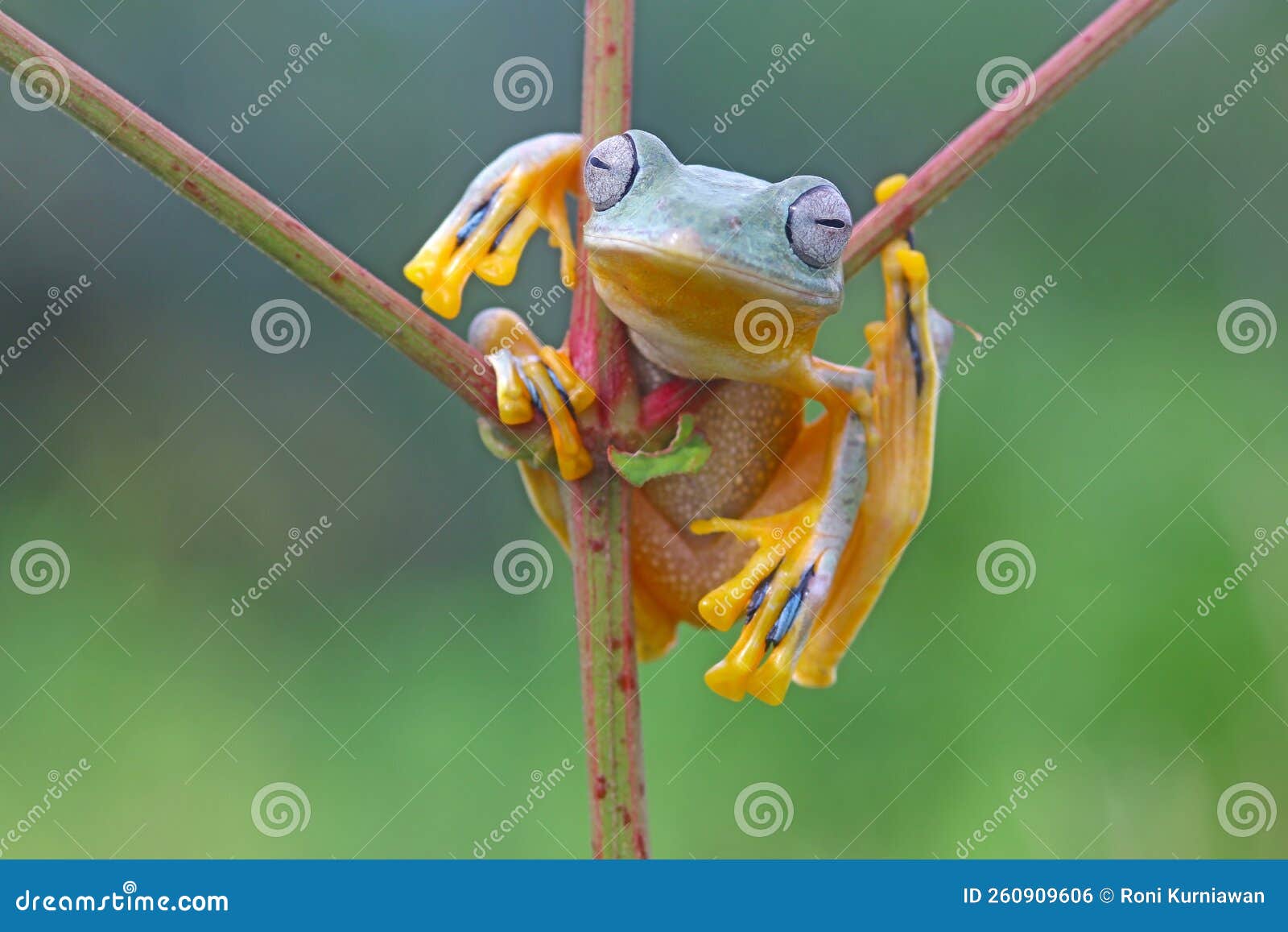 Flying Frog, Javan Tree Frog, Rhacophorus Reinwartii Stock Photo ...