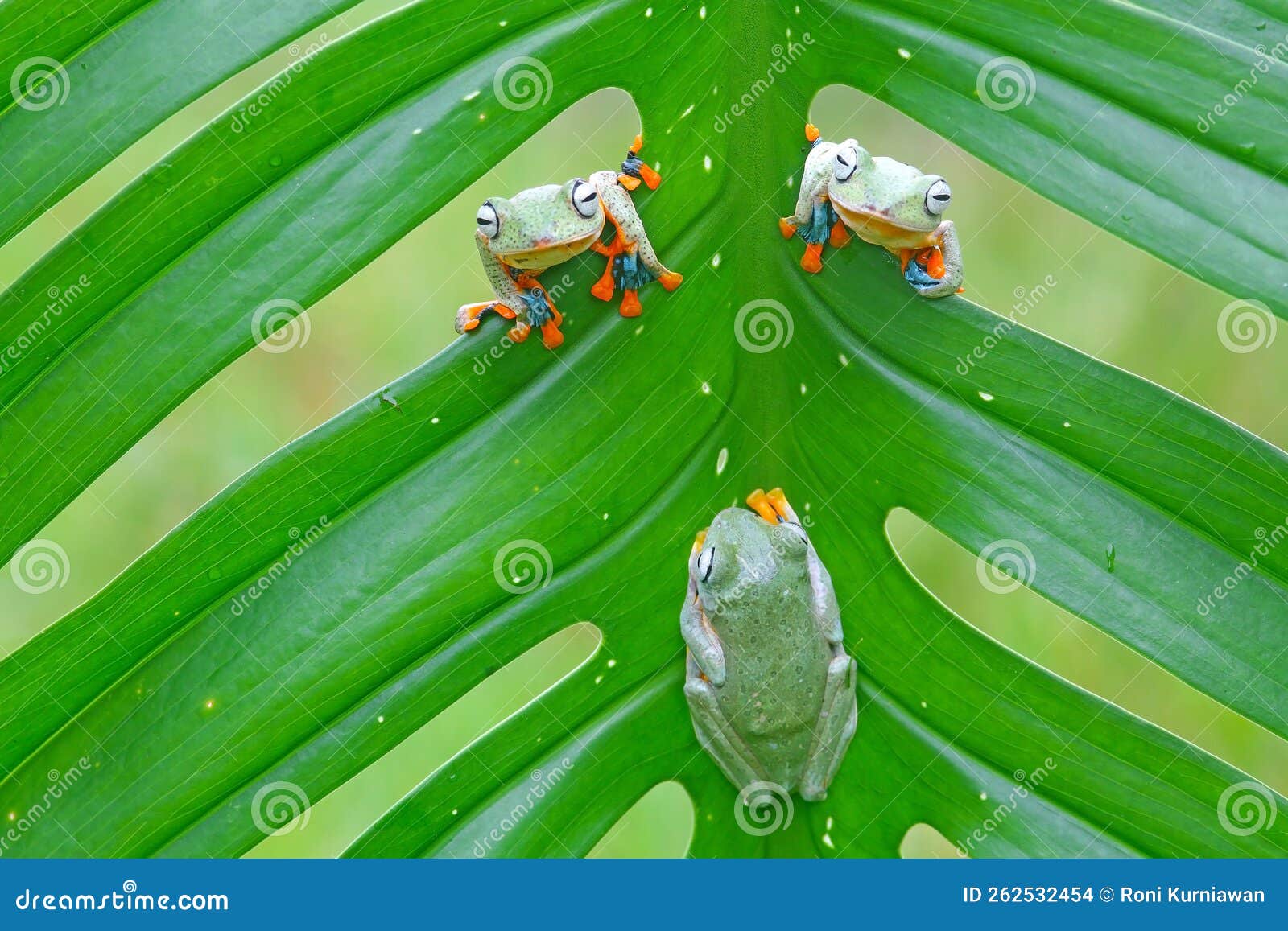 Flying Frog, Javan Tree Frog, Rhacophorus Reinwartii Stock Photo ...