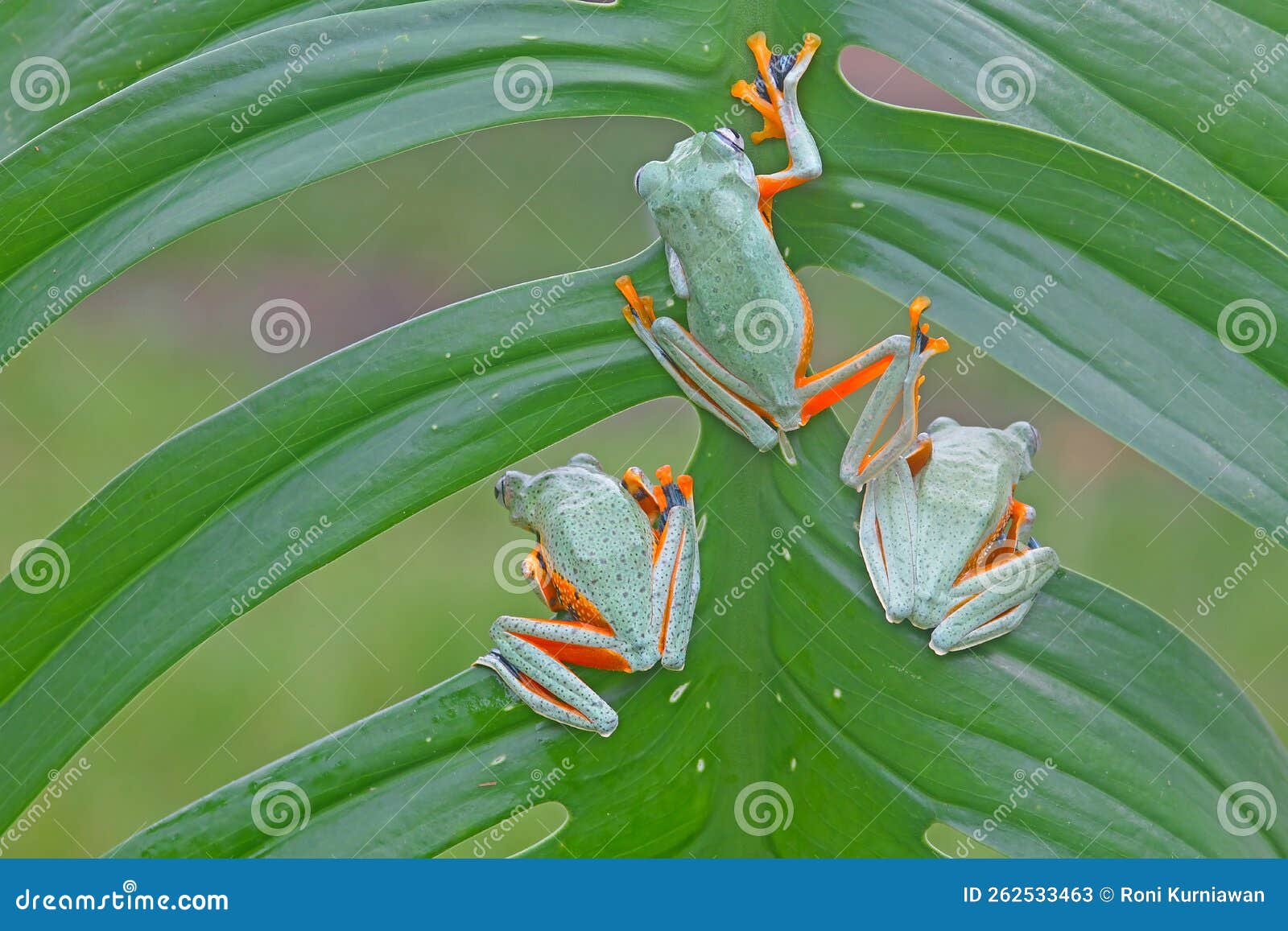 Flying Frog, Javan Tree Frog, Rhacophorus Reinwartii Stock Image ...