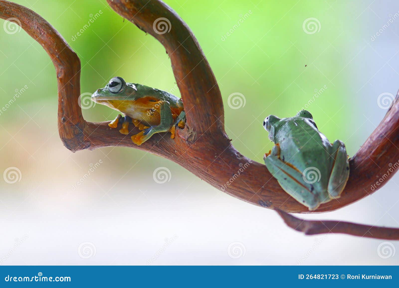 Flying Frog, Javan Tree Frog, Rhacophorus Reinwartii Stock Image ...