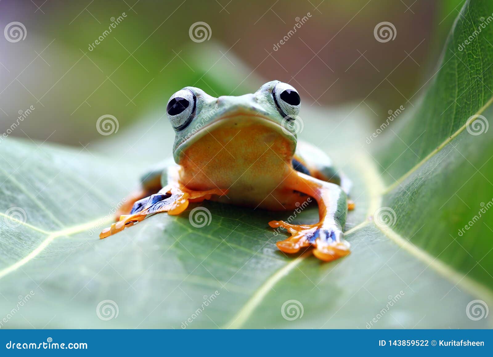 Flying Frog on Leaves, Javan Tree Frog, Tree Frog Stock Photo - Image ...