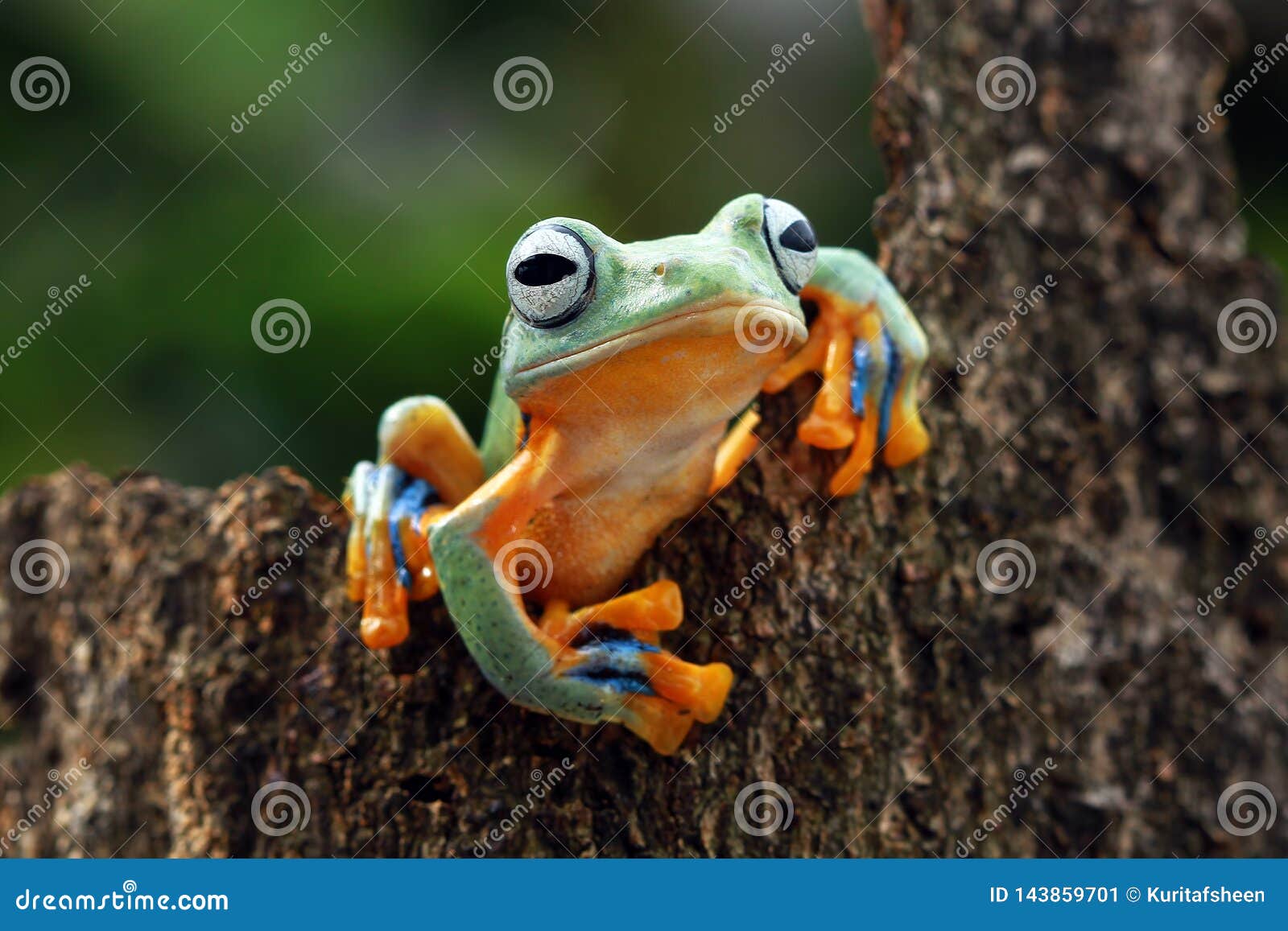 Flying Frog on Leaves, Javan Tree Frog, Tree Frog Stock Image - Image ...