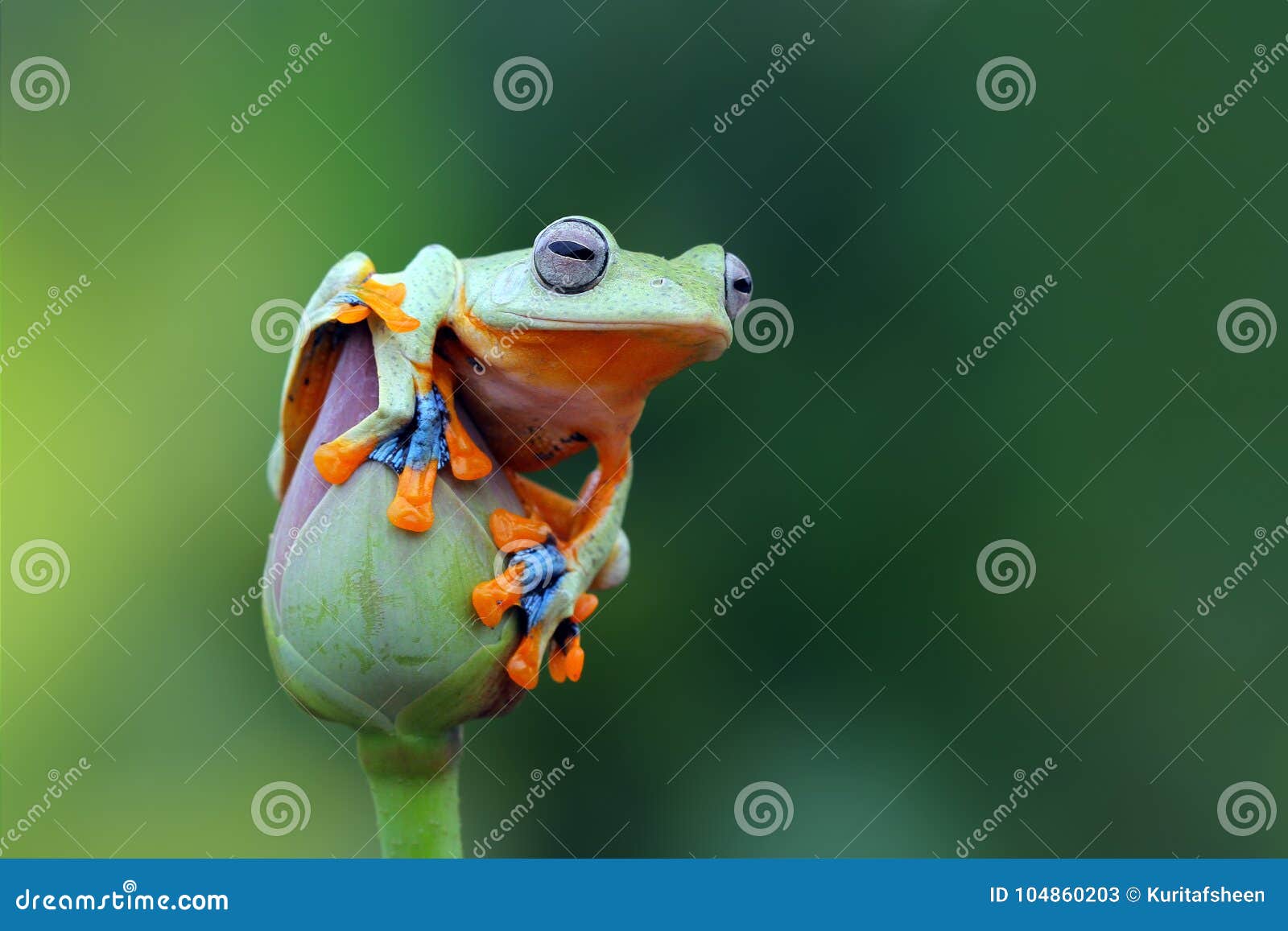 Flying Frog on the Lotus Bud Stock Image - Image of eyes, front: 104860203