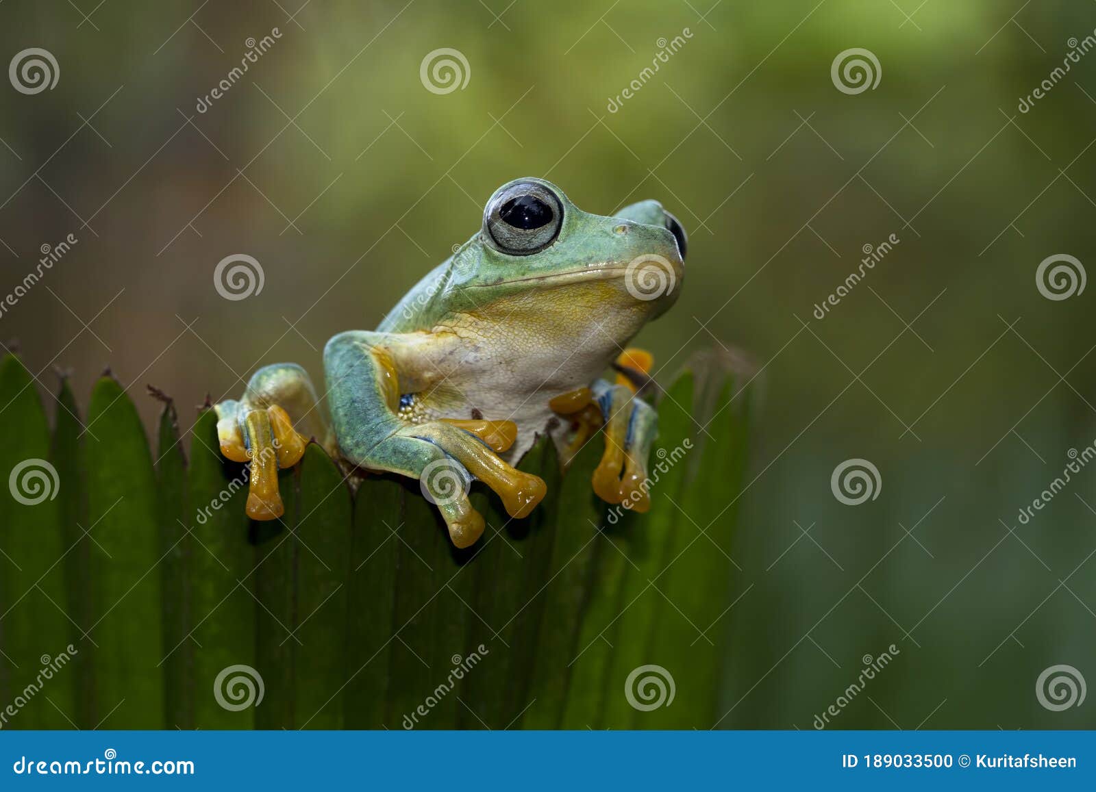 Flying Frog Sitting on Green Leaves Stock Photo - Image of green ...