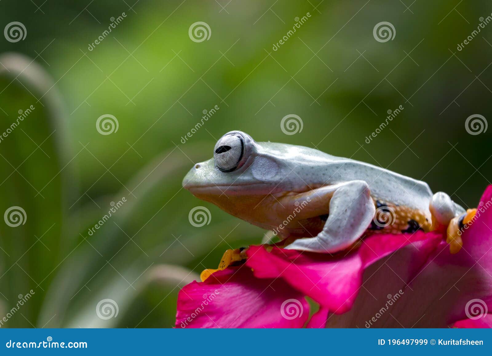 Flying Frog Sitting on Red Flower Stock Image - Image of leaf ...