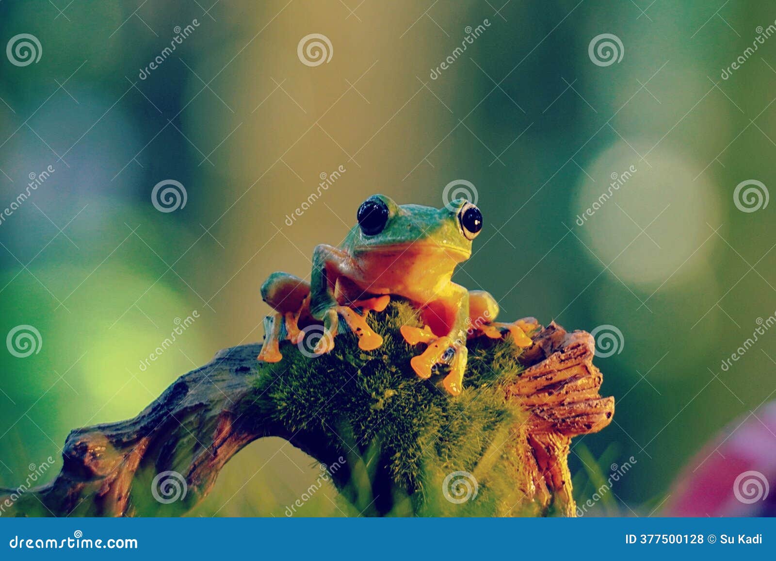 Flying Frog, Frogs, Tree Frog, Amphibians, Animals, Macro, Macro ...