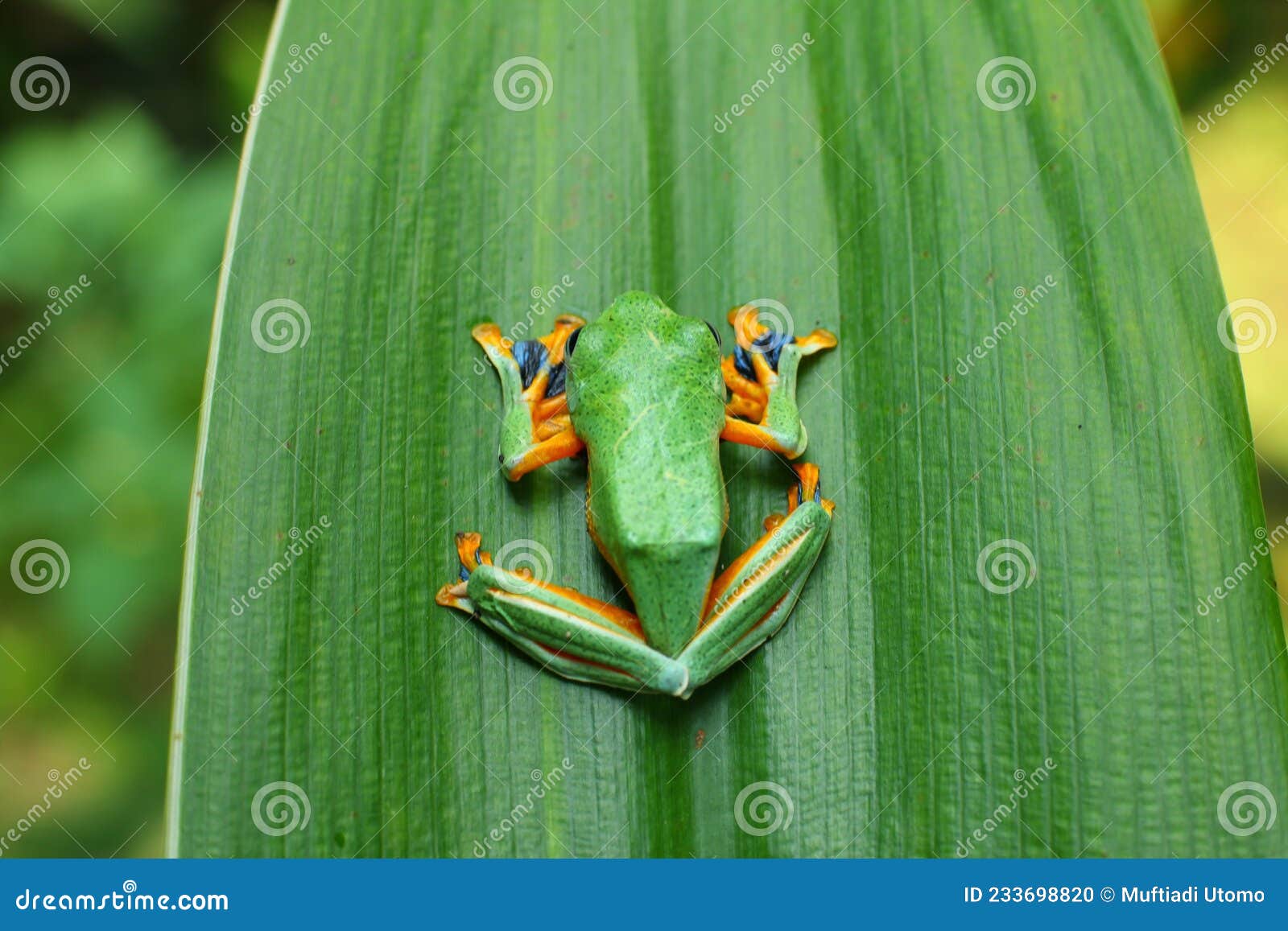 Flying Frog, Tree Frog, Amphibians Stock Photo - Image of outdoor ...