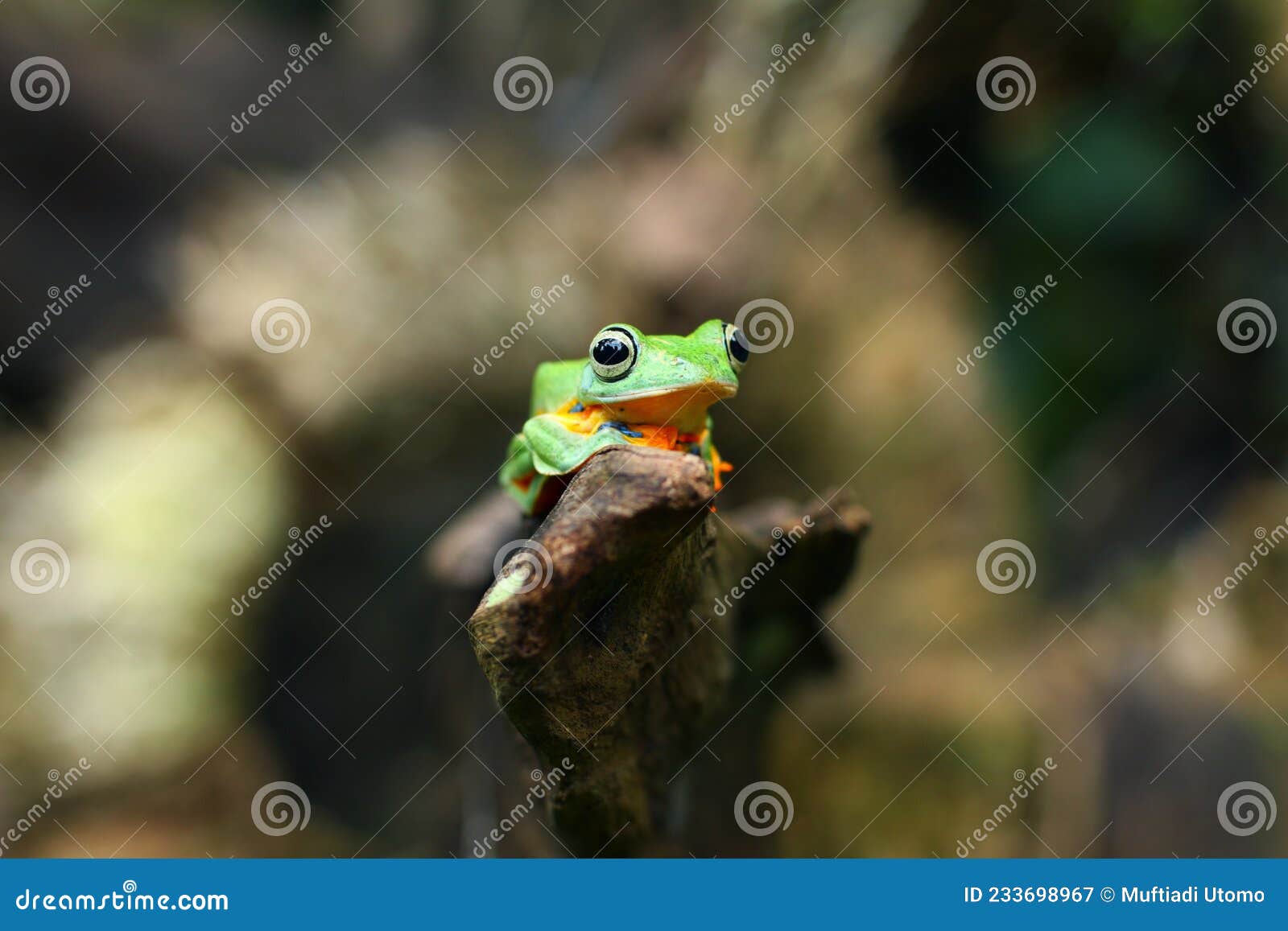 Flying Frog, Tree Frog, Amphibians Stock Image - Image of outdoor ...