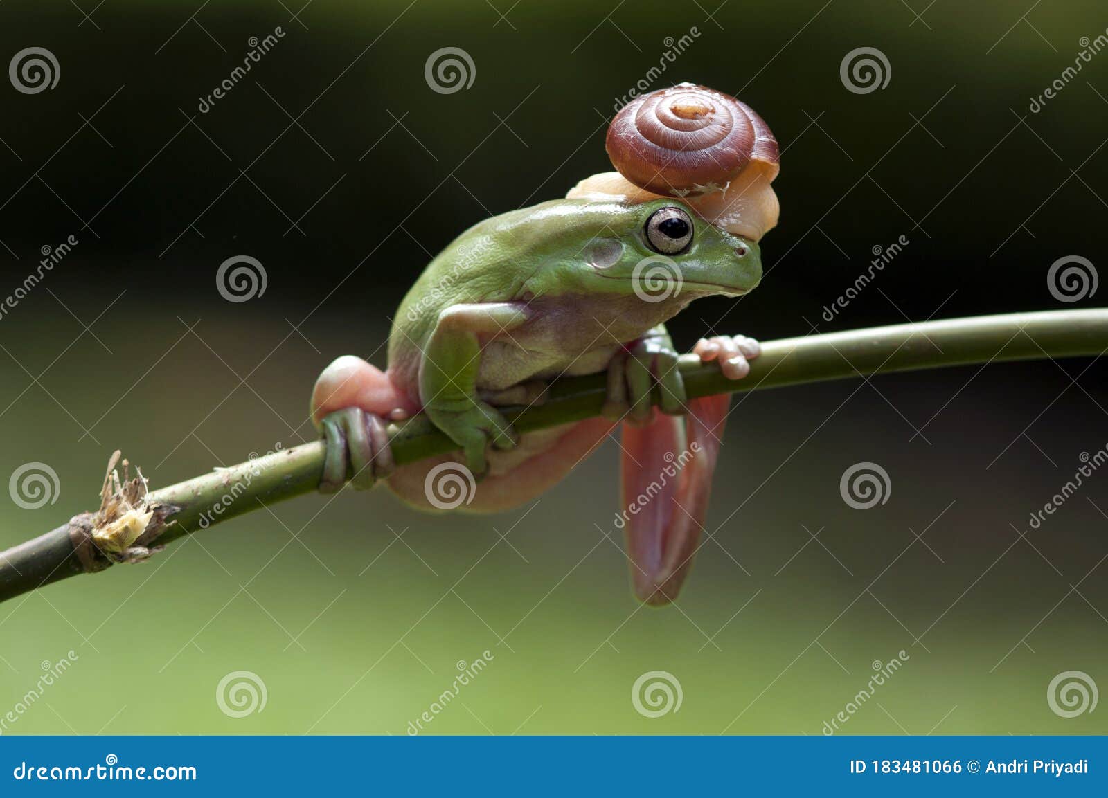 Flying Frog, Tree Frog, Frog, Dumpy Frog, Stock Photo - Image of ...