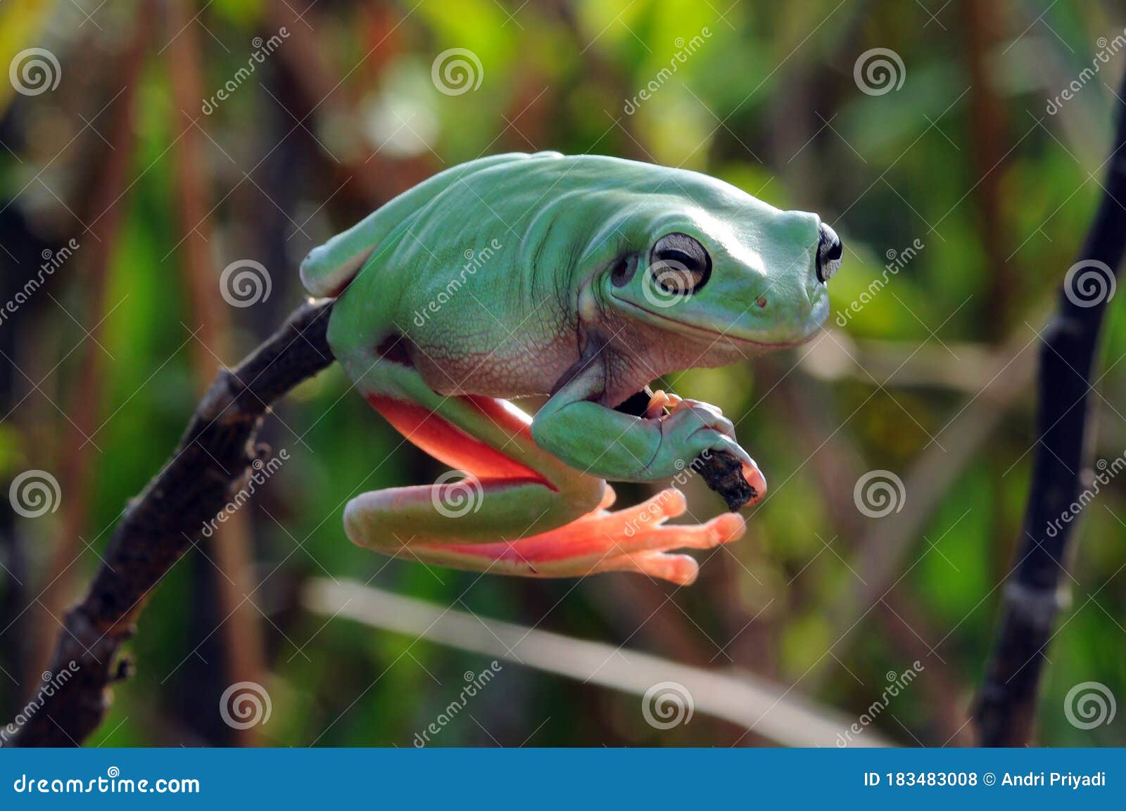 Flying Frog, Tree Frog, Frog, Dumpy Frog, Stock Photo - Image of ...