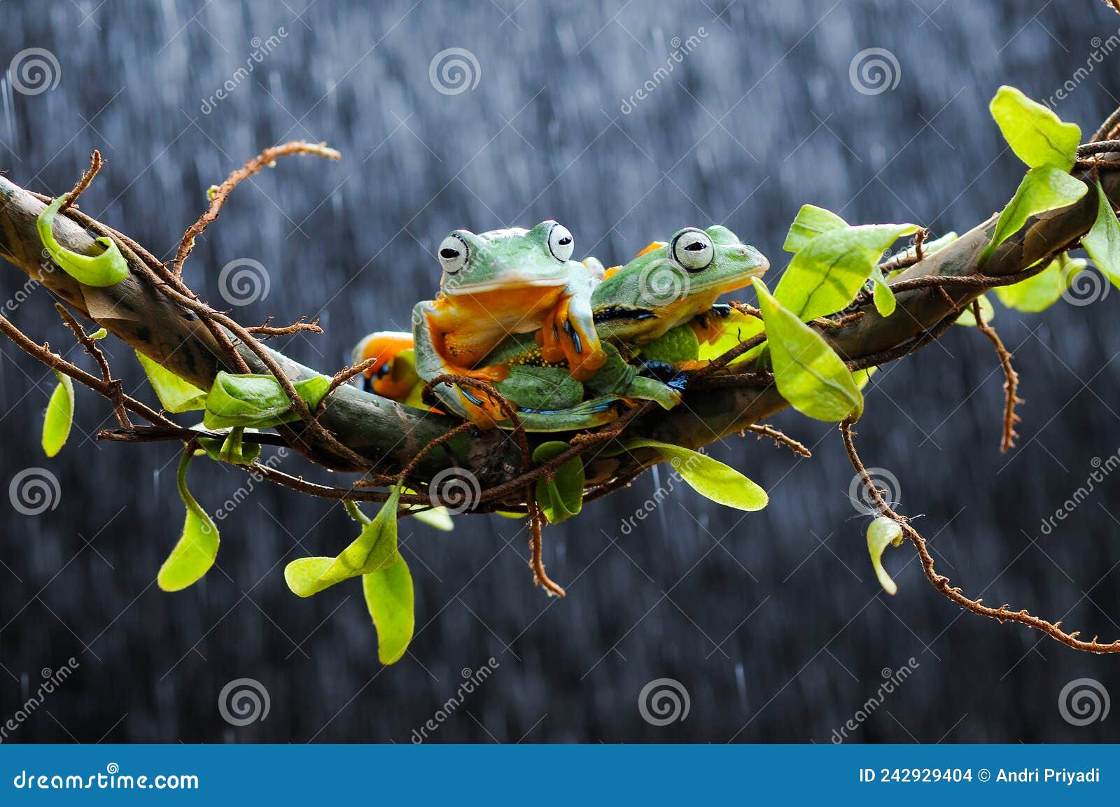 Flying Frog, Tree Frog, Frog, Dumpy Frog, Stock Photo - Image of tree ...