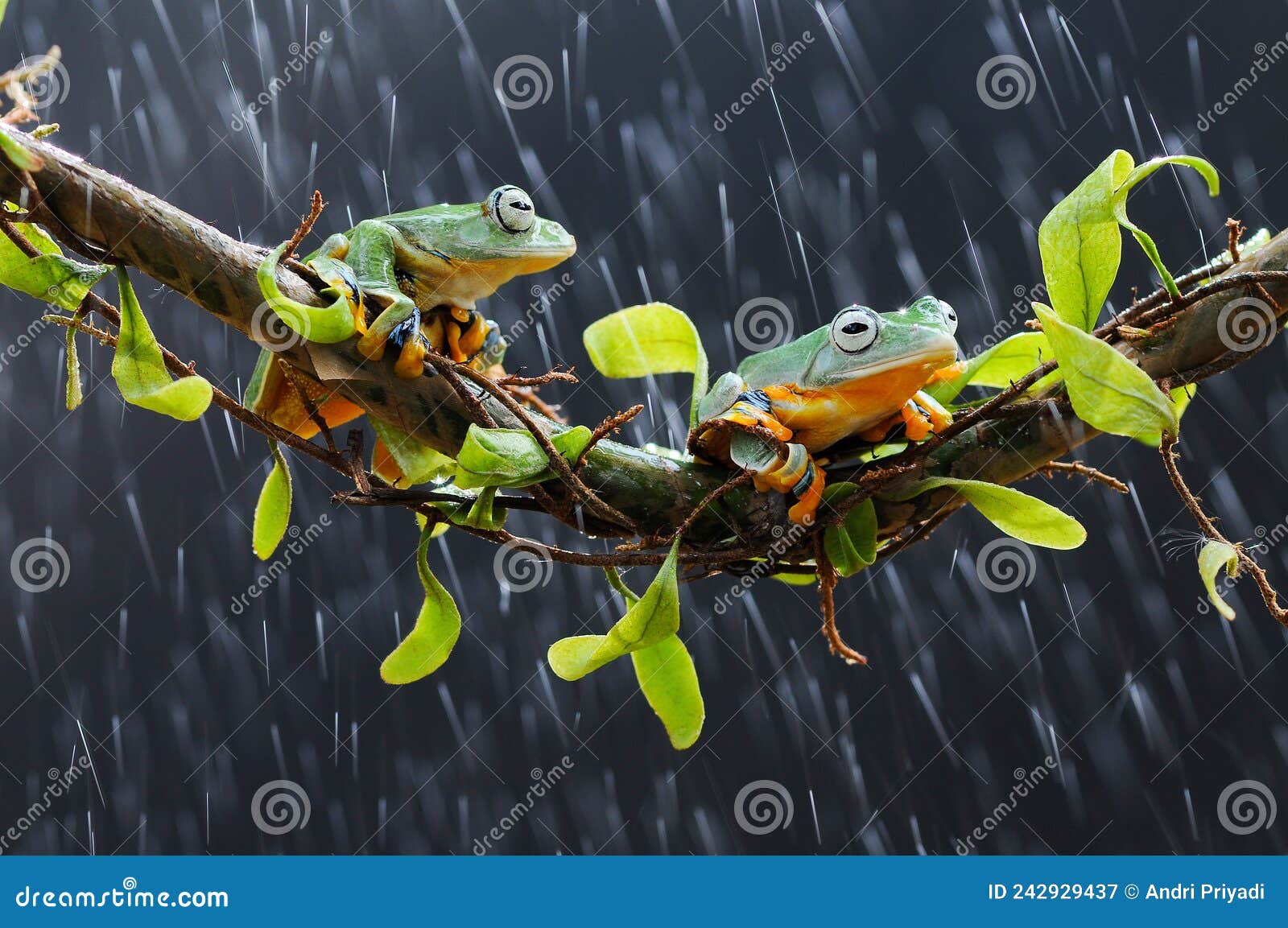 Flying Frog, Tree Frog, Frog, Dumpy Frog, Stock Image - Image of ...