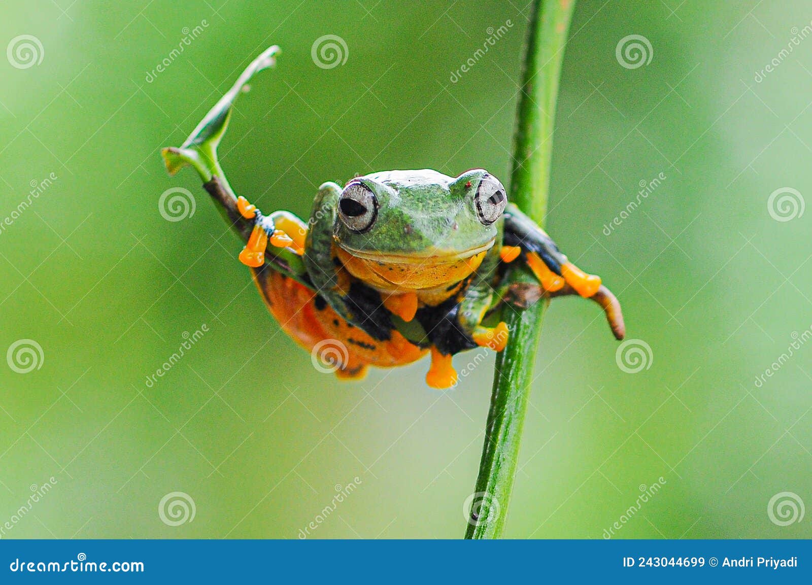 Flying Frog, Tree Frog, Frog, Dumpy Frog, Stock Image - Image of dumpy ...