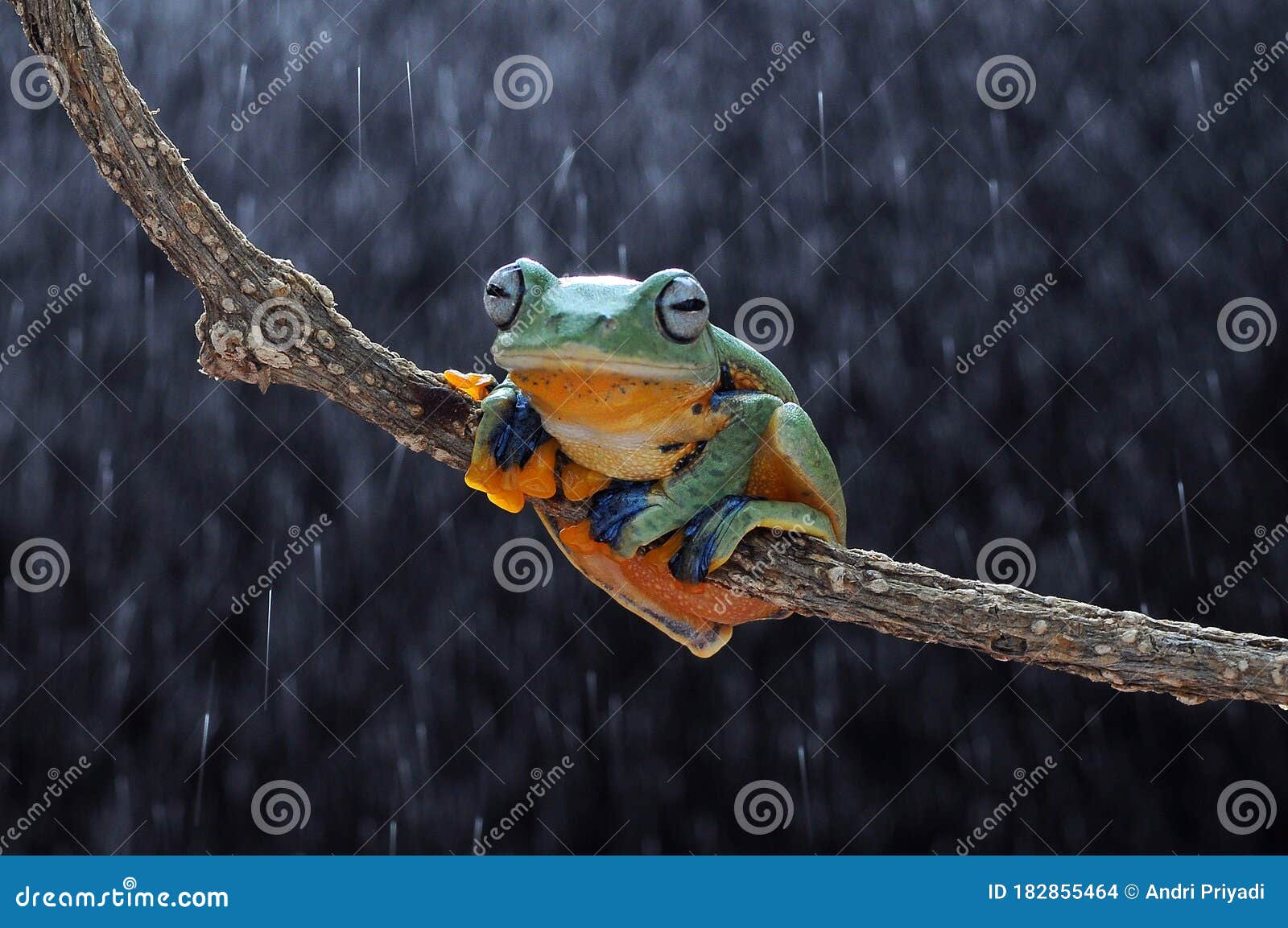 Flying Frog, Tree Frog, Frog, Stock Photo - Image of frog, wildlife ...