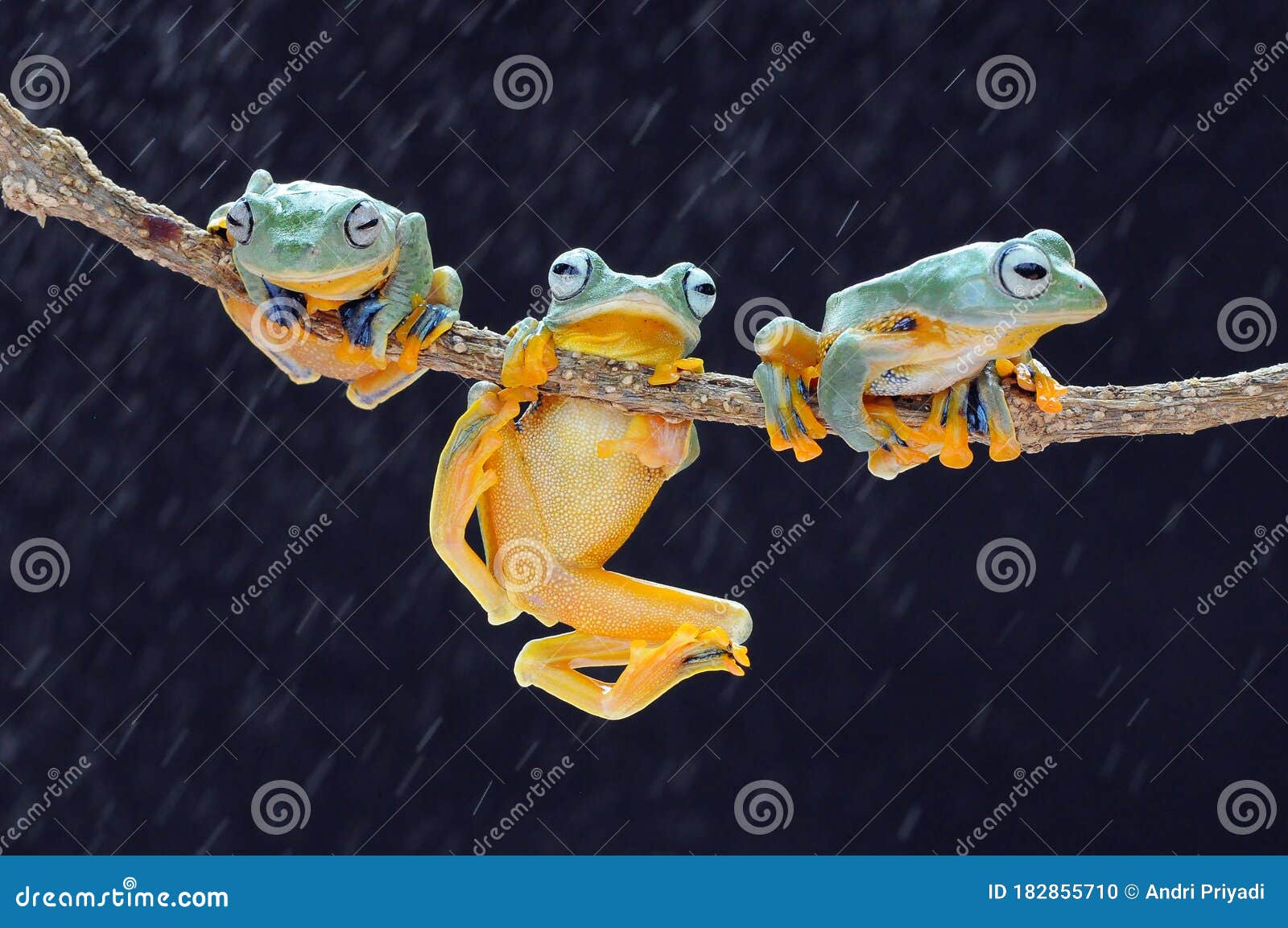 Flying Frog, Tree Frog, Frog, Stock Photo - Image of amphibian, frog ...