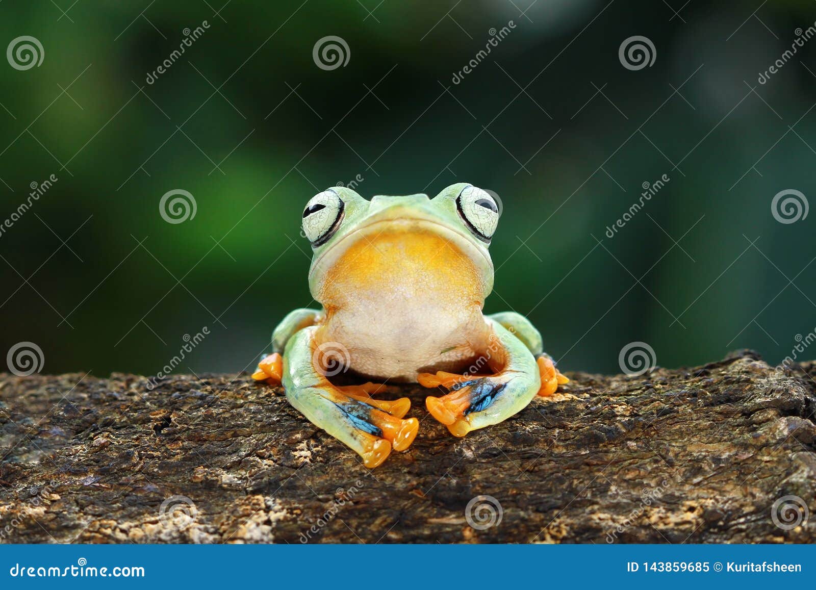 Flying Frog on Wood, Javan Tree Frog, Tree Frog Stock Image - Image of ...