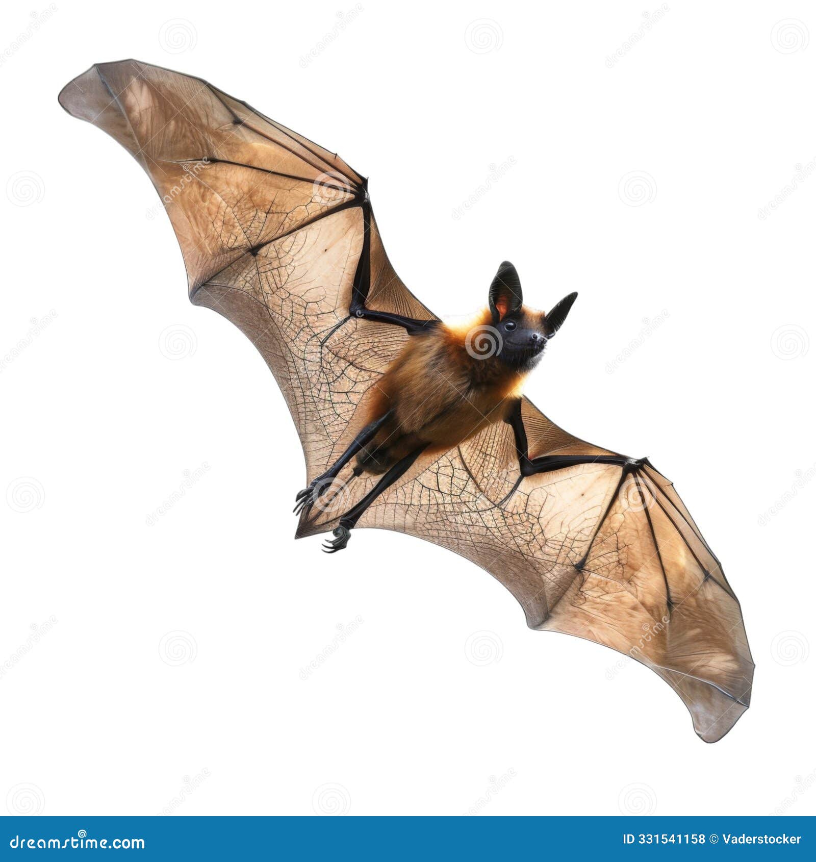 Flying Fruit Bat with Spread Wings Stock Illustration - Illustration of ...