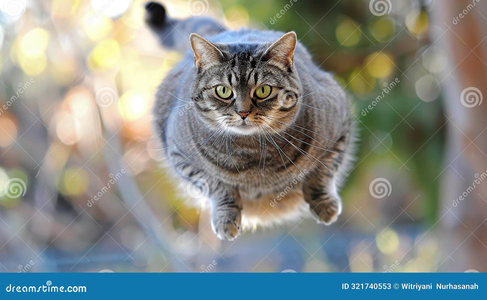 Flying Funny Fat Cat with Small Bird Wing Looking at the Top ...