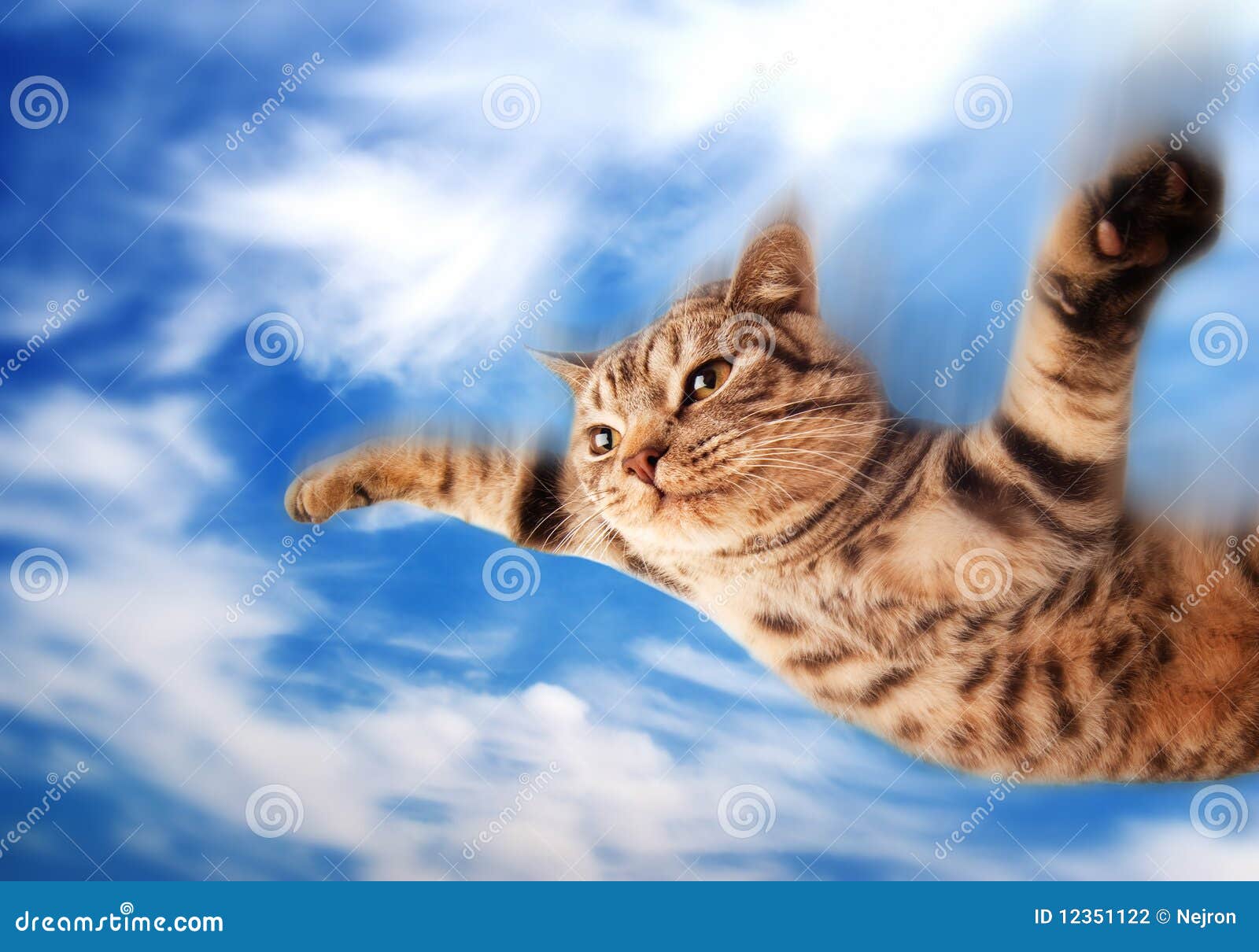 Flying funny kitten stock photo. Image of british, portrait - 12351122