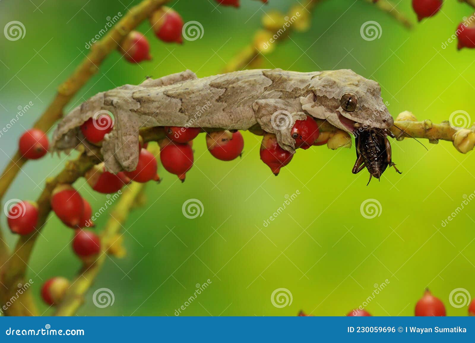 A flying gecko is basking. stock photo. Image of move - 230059696
