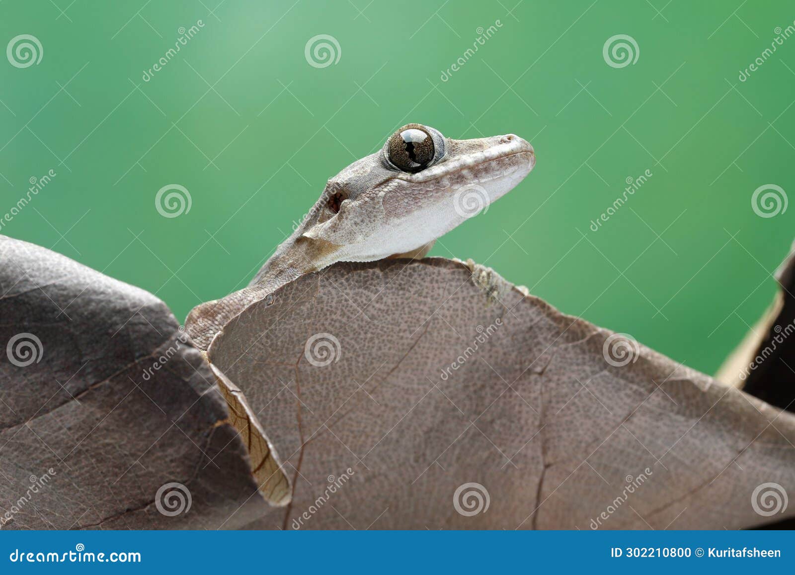 Flying Gecko Closeup on Dry Leaves Stock Photo - Image of black ...