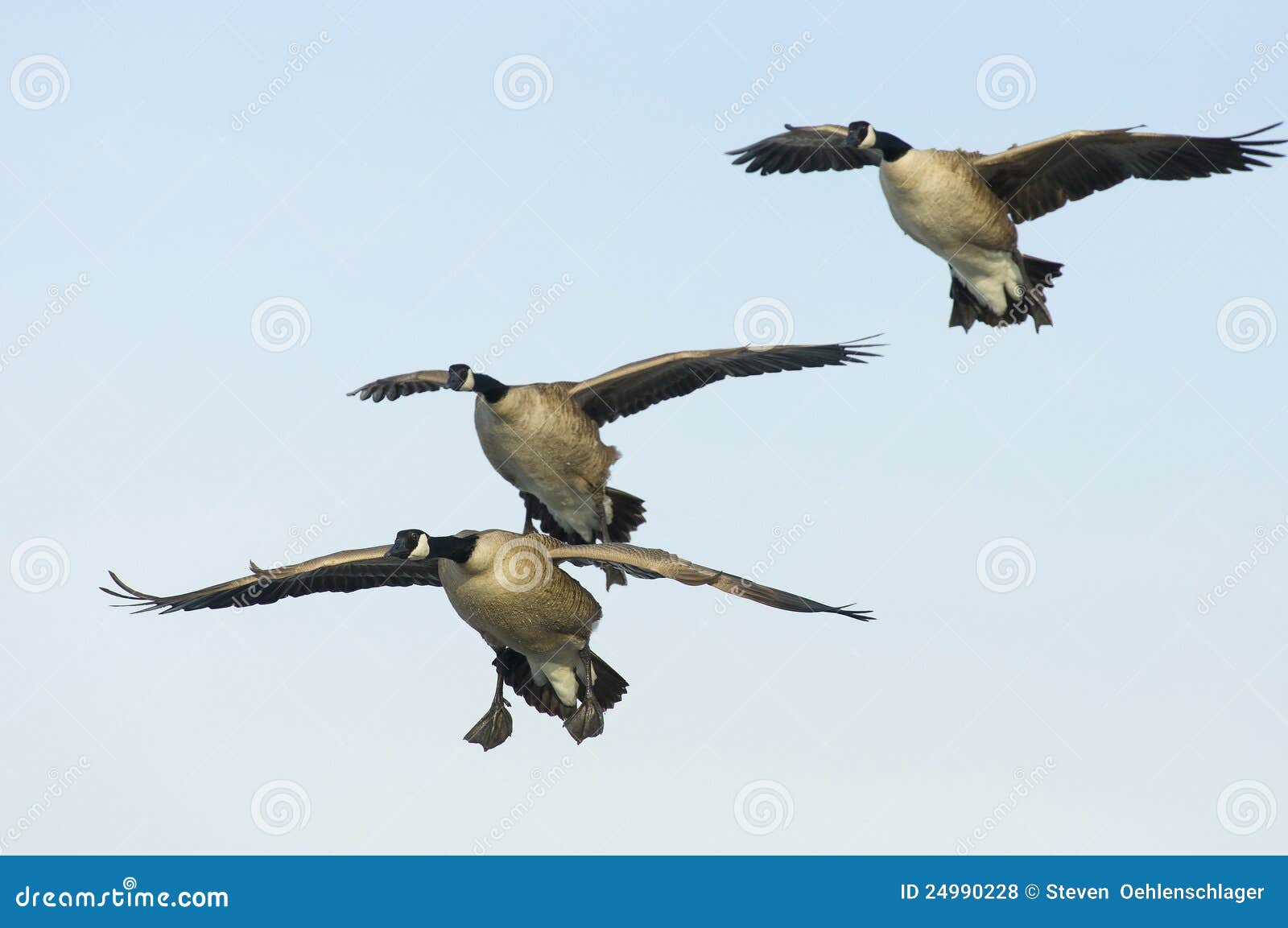 Flying Geese stock photo. Image of flight, waterfowl - 24990228
