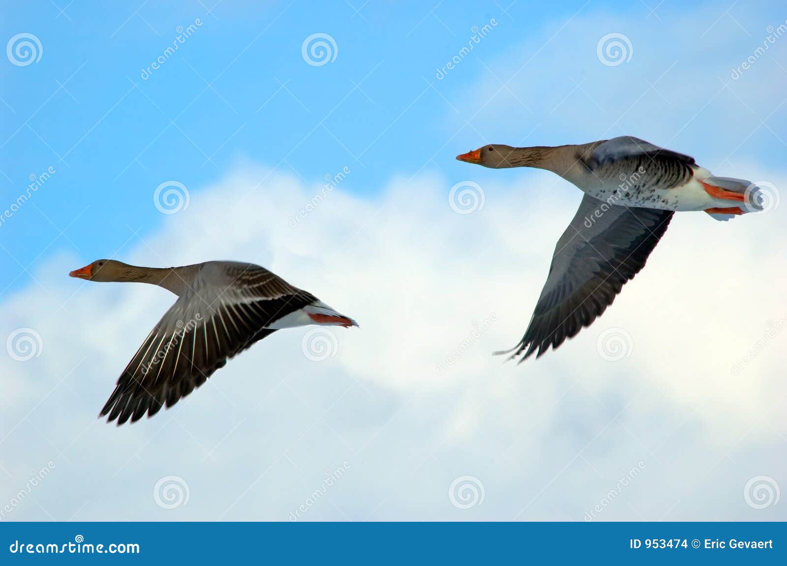 Flying geese stock photo. Image of clear, move, beautiful - 953474