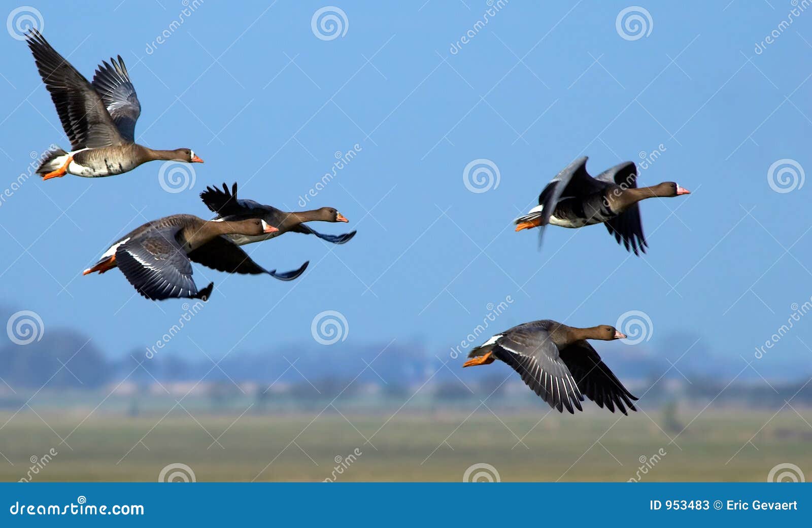 Flying geese stock image. Image of nature, direction, north - 953483