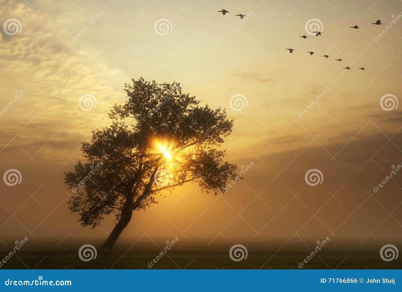 Flying Geese Above a Misty Meadow Stock Photo - Image of south, geese ...