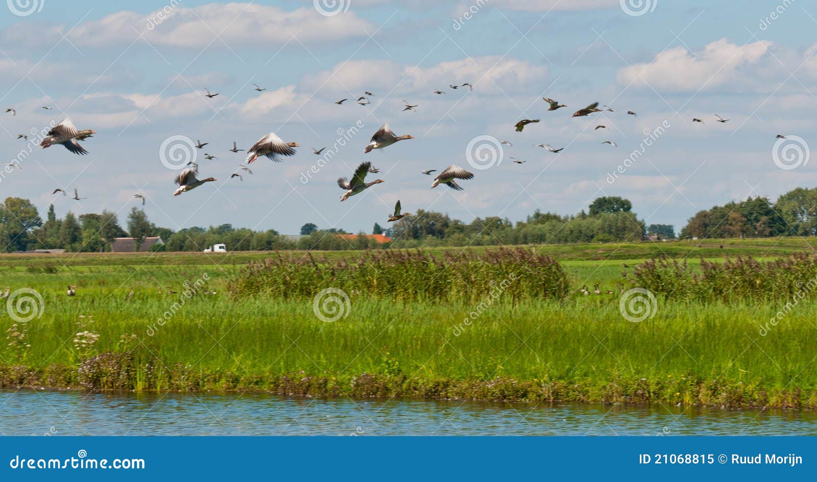 Flying Geese in a Dutch Landscape Stock Image - Image of animal, birds ...