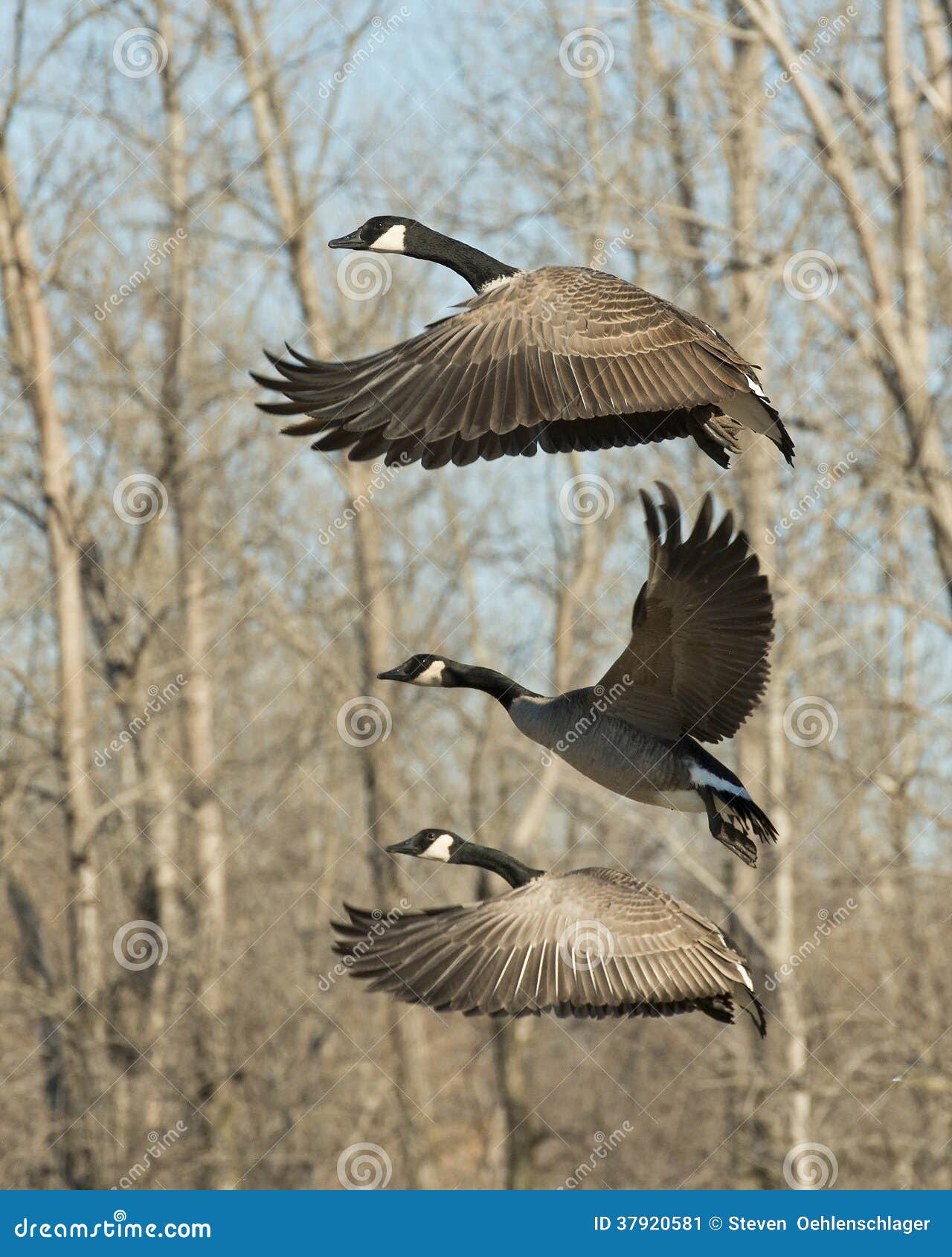 Flying Geese stock image. Image of flying, hunting, bird - 37920581