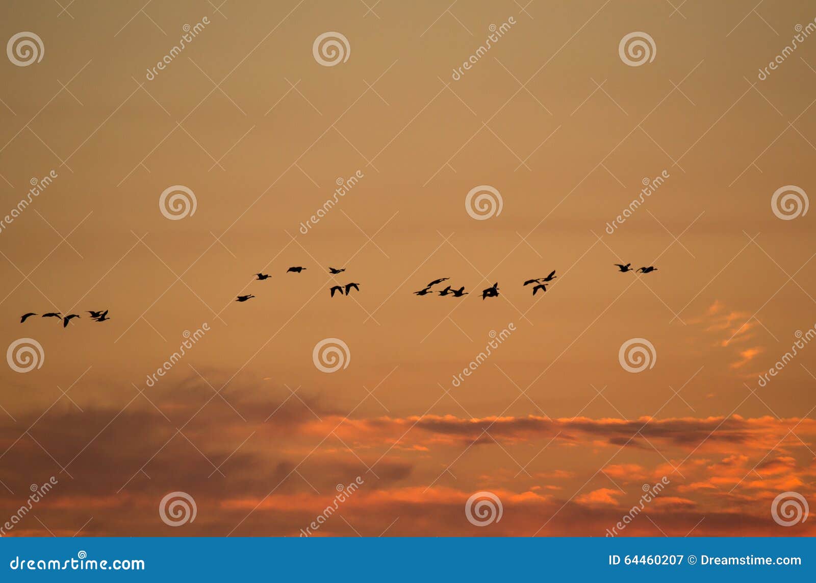 Migrating Geese at Sunset stock image. Image of birds - 64460207
