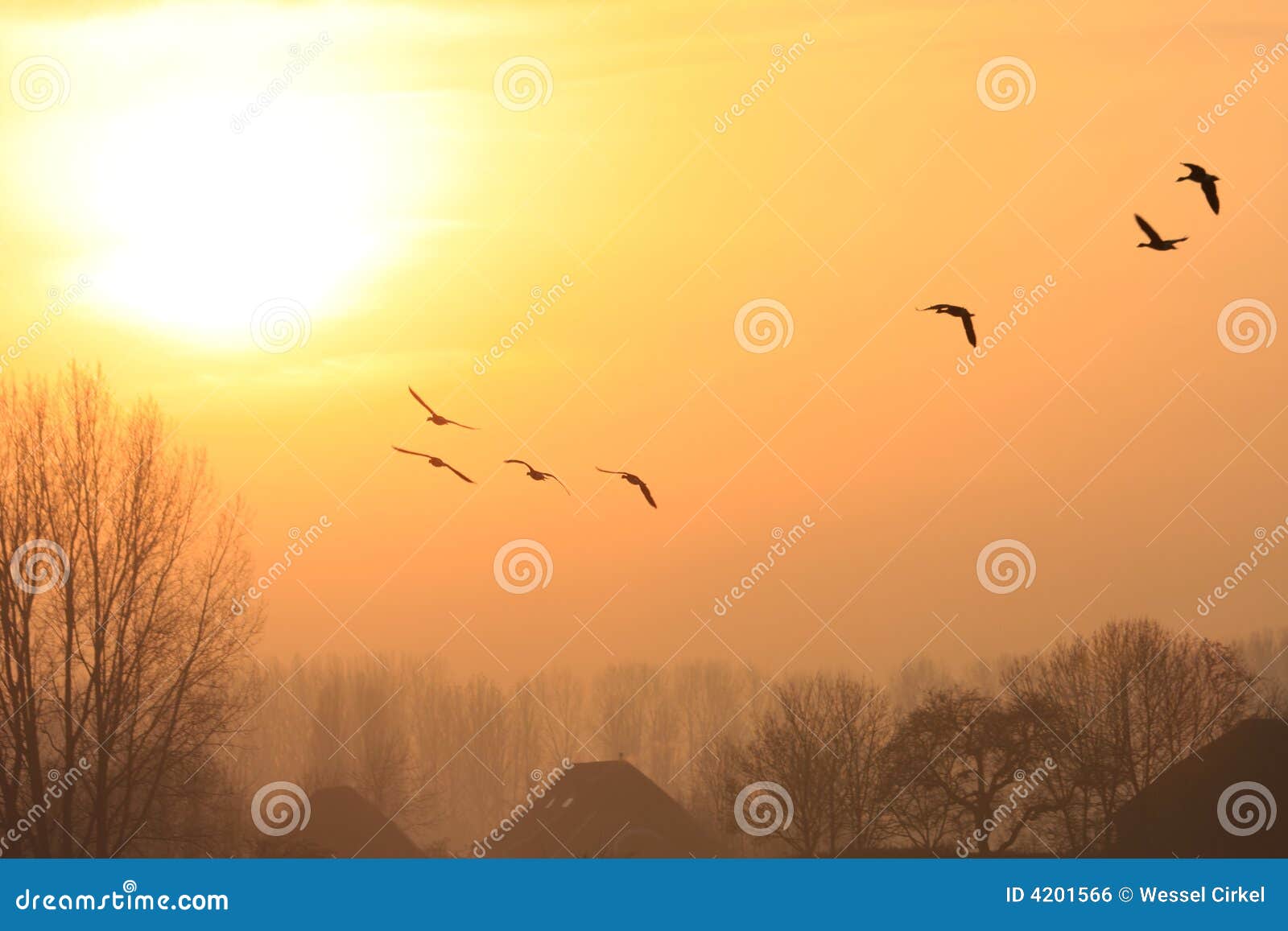 Flying geese during sunset stock photo. Image of goose - 4201566