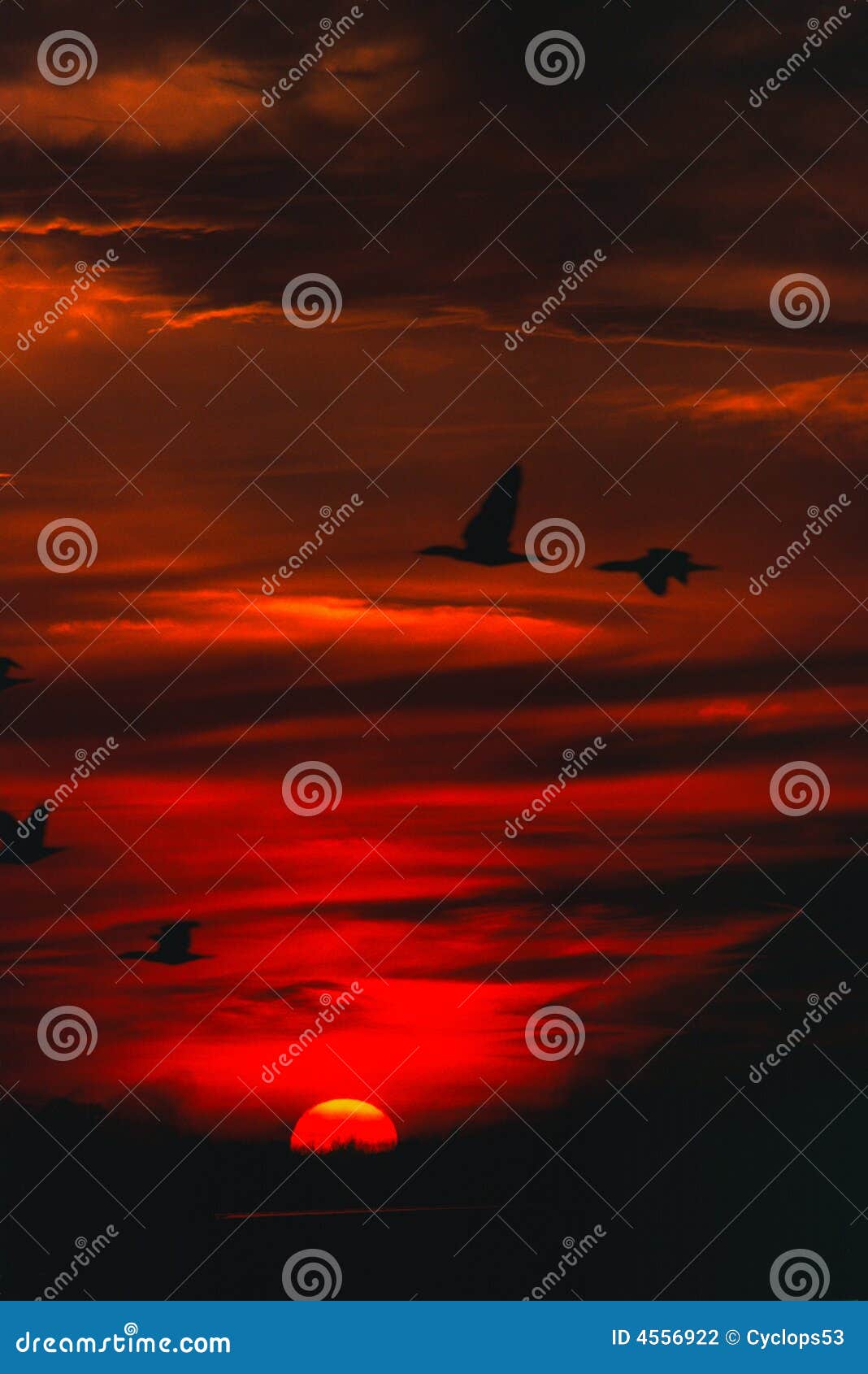 Flying geese at sunset stock photo. Image of water, fall - 4556922