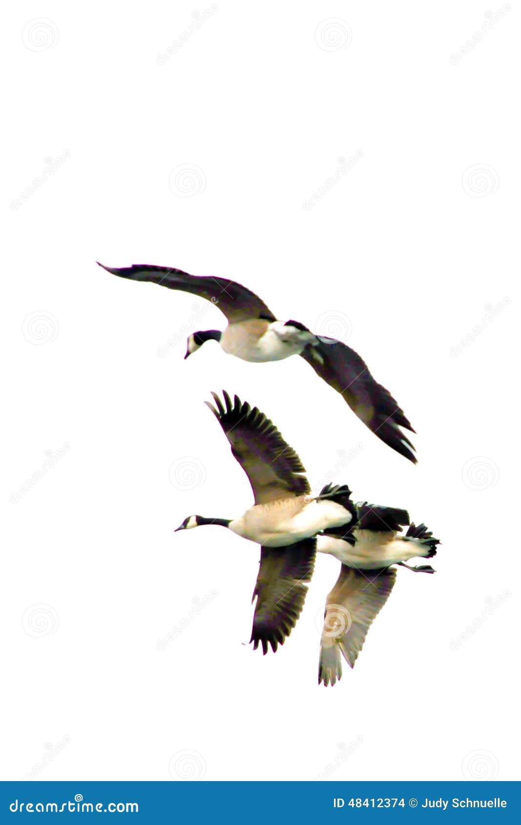 Flying Geese 2 stock photo. Image of waterfowl, lakes - 48412374