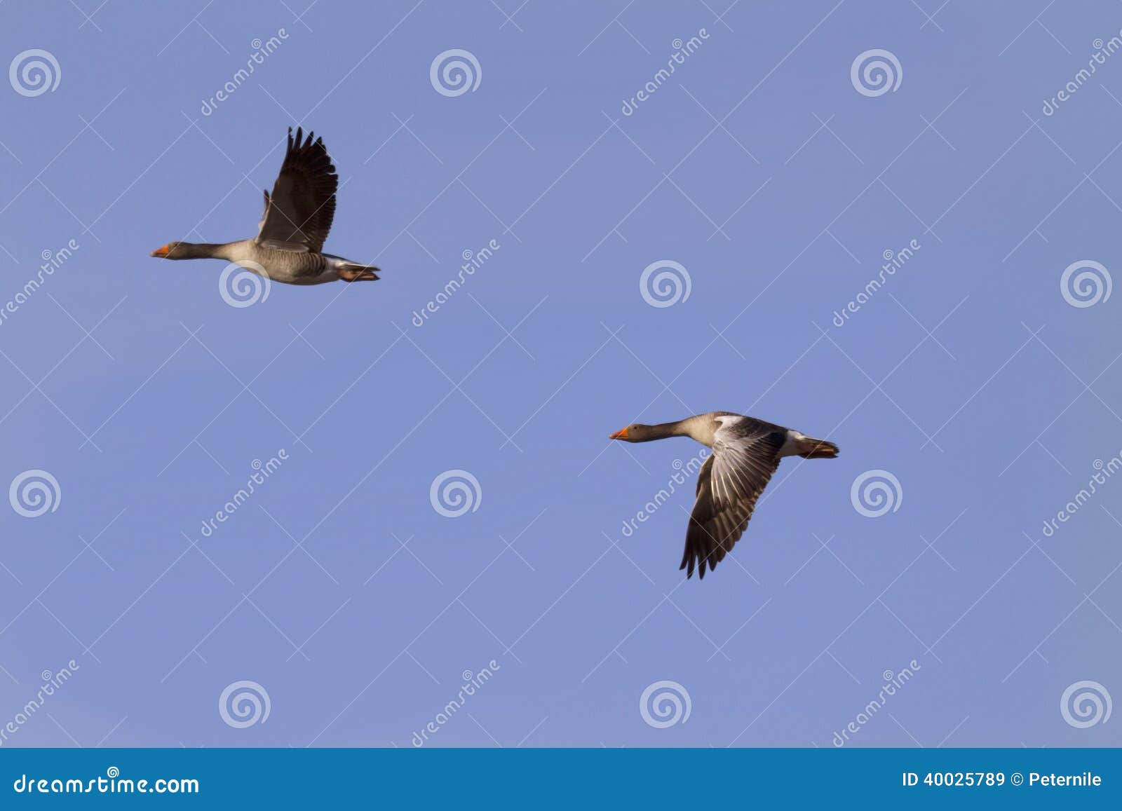 Flying geese stock image. Image of romantic, friends - 40025789