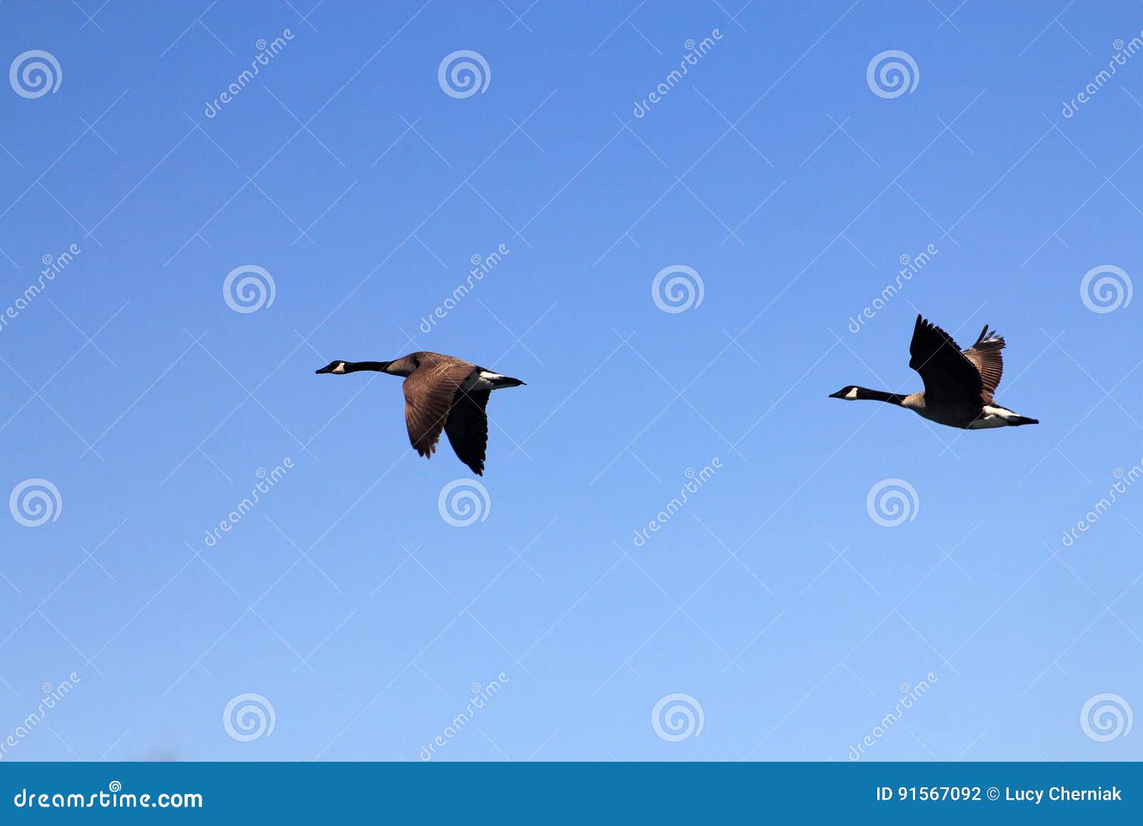 Flying Geese stock photo. Image of color, wildlife, goose - 91567092