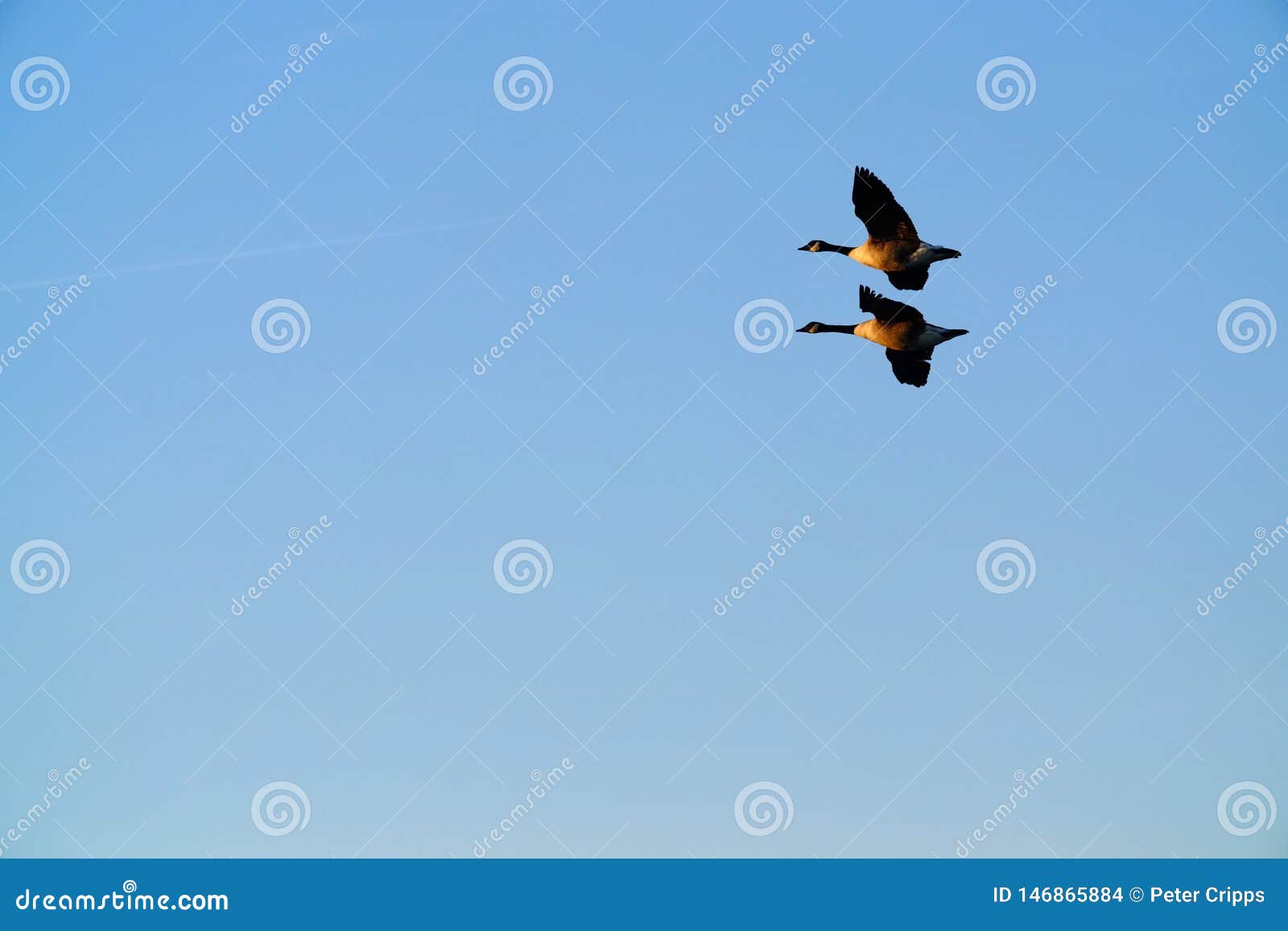 Flying geese stock photo. Image of birds, pink, colourful - 146865884